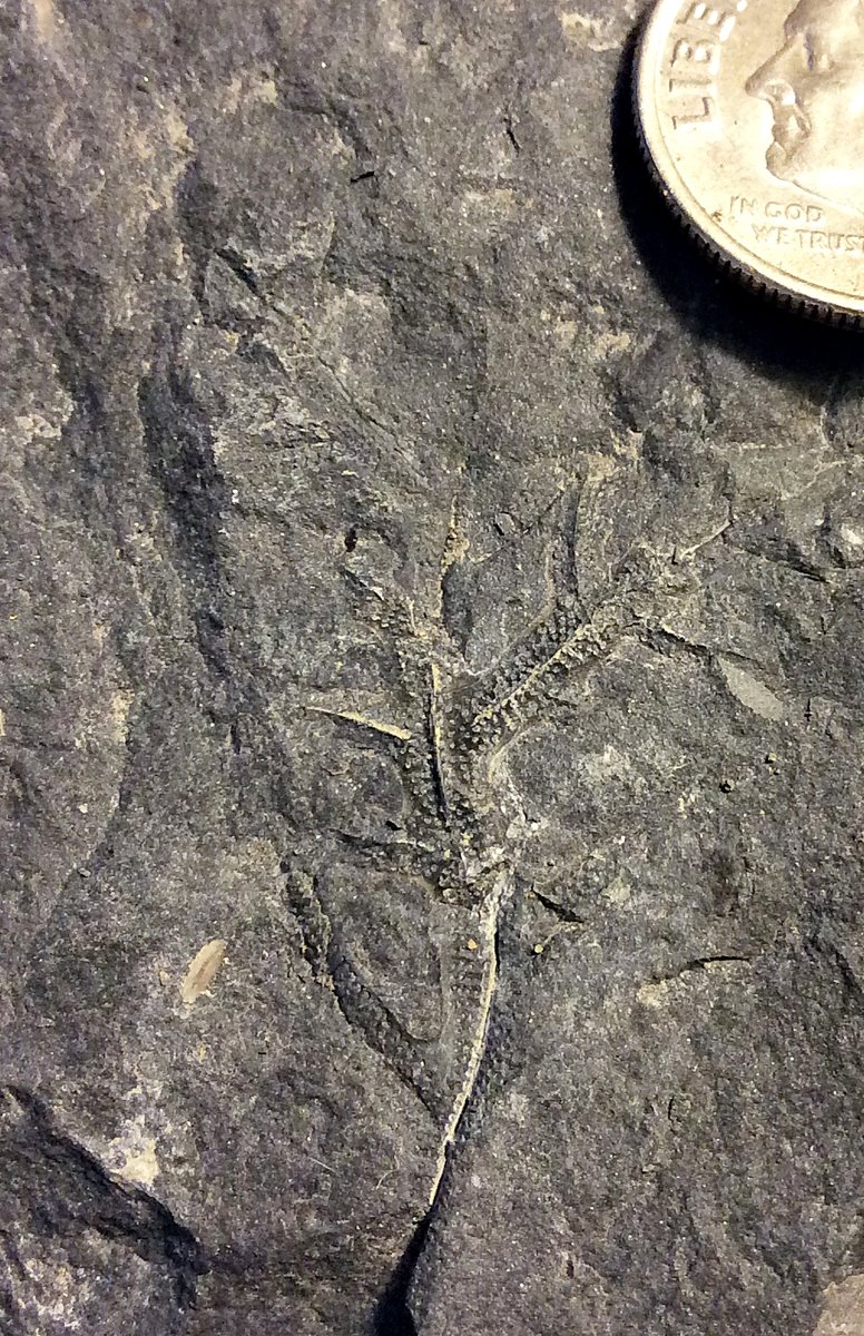 Devonian Bryozoan from Deep Springs Road Quarry - Member Collections ...