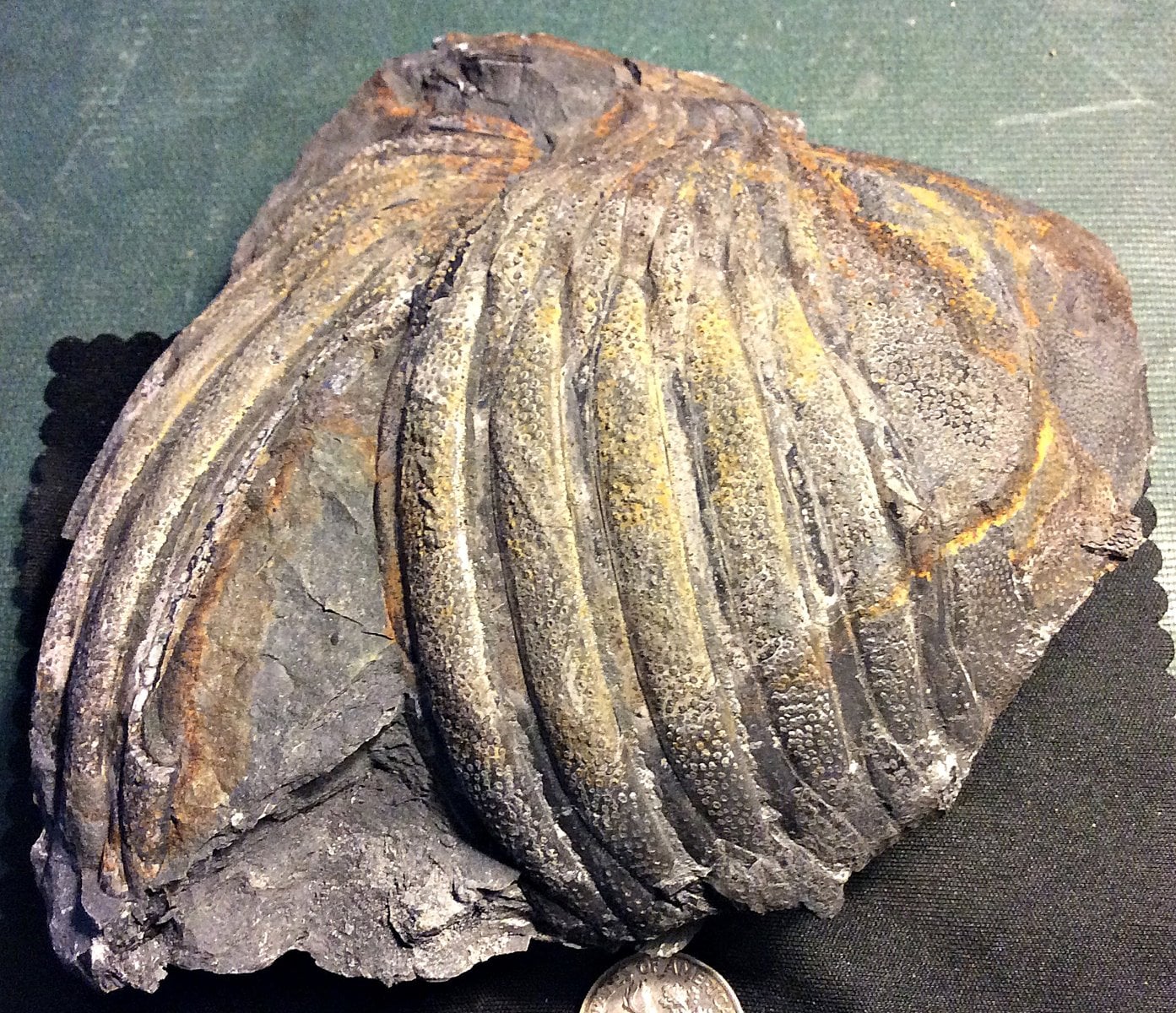 Partial Dipleura Dekayi Trilobite from Madison Co.. NY. - Member ...