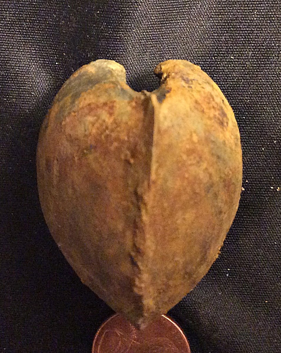 Bivalve Internal Cast from the Mercahntville Formation, N.J. - Member ...