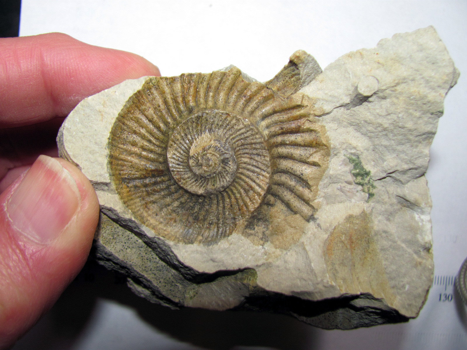 JURASSIC AMMONITE GERMANY 1.jpg - Member Collections - The Fossil Forum