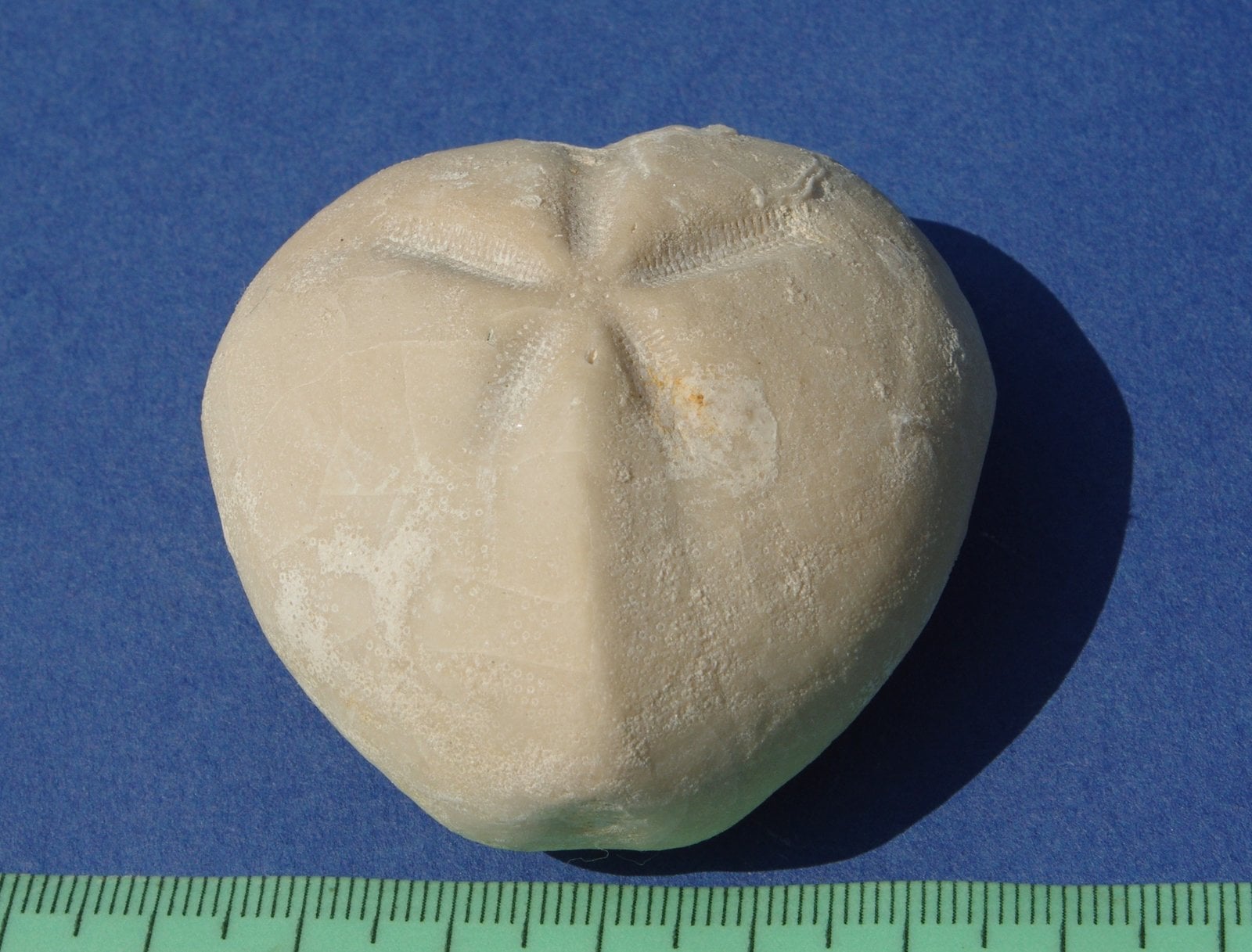 Micraster decipiens - 3 - Member Collections - The Fossil Forum