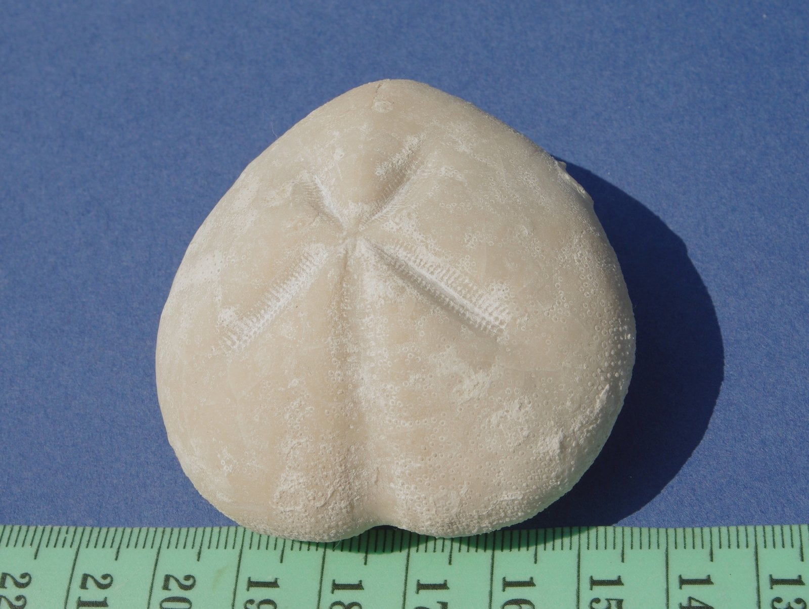 Micraster decipiens - 4 - Member Collections - The Fossil Forum