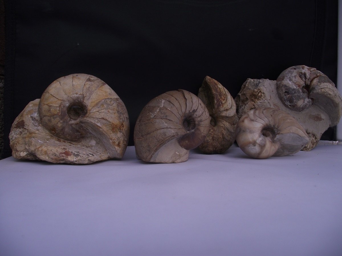 Ilminster Nautilus - Member Collections - The Fossil Forum