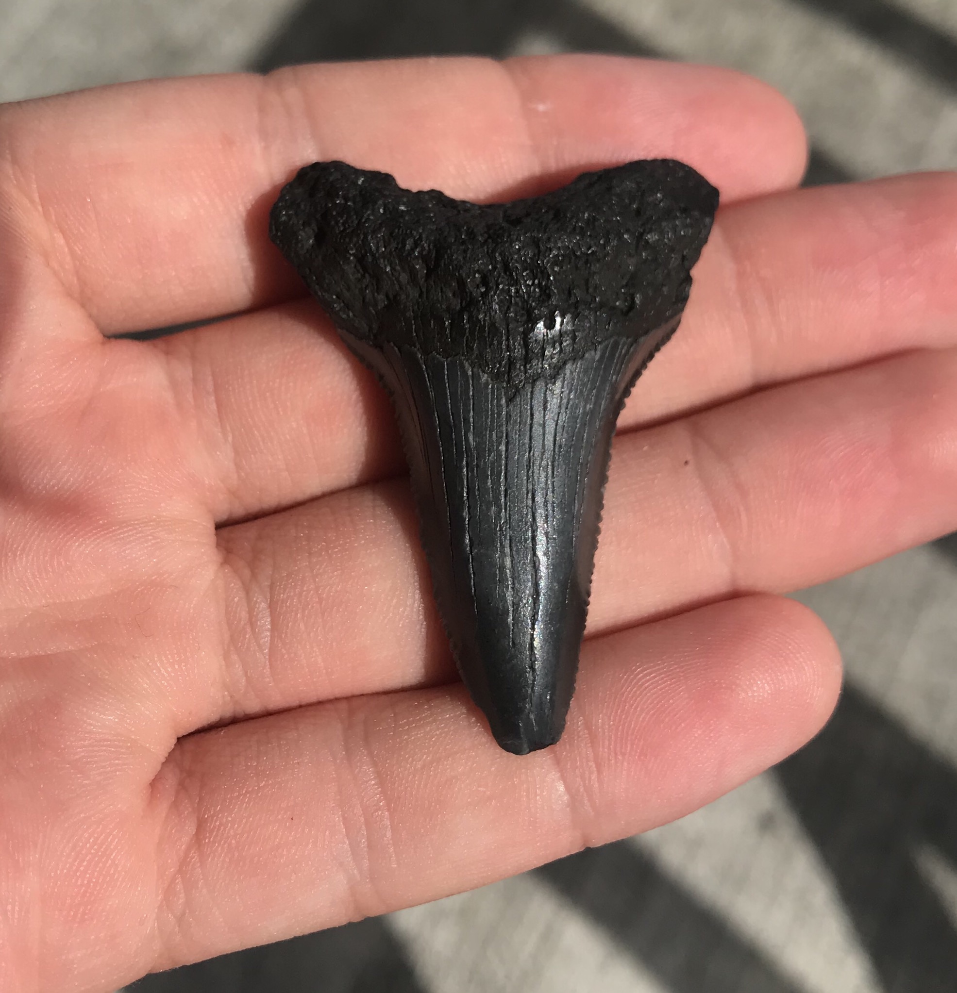 Megalodon Tooth? - Fossil ID - The Fossil Forum