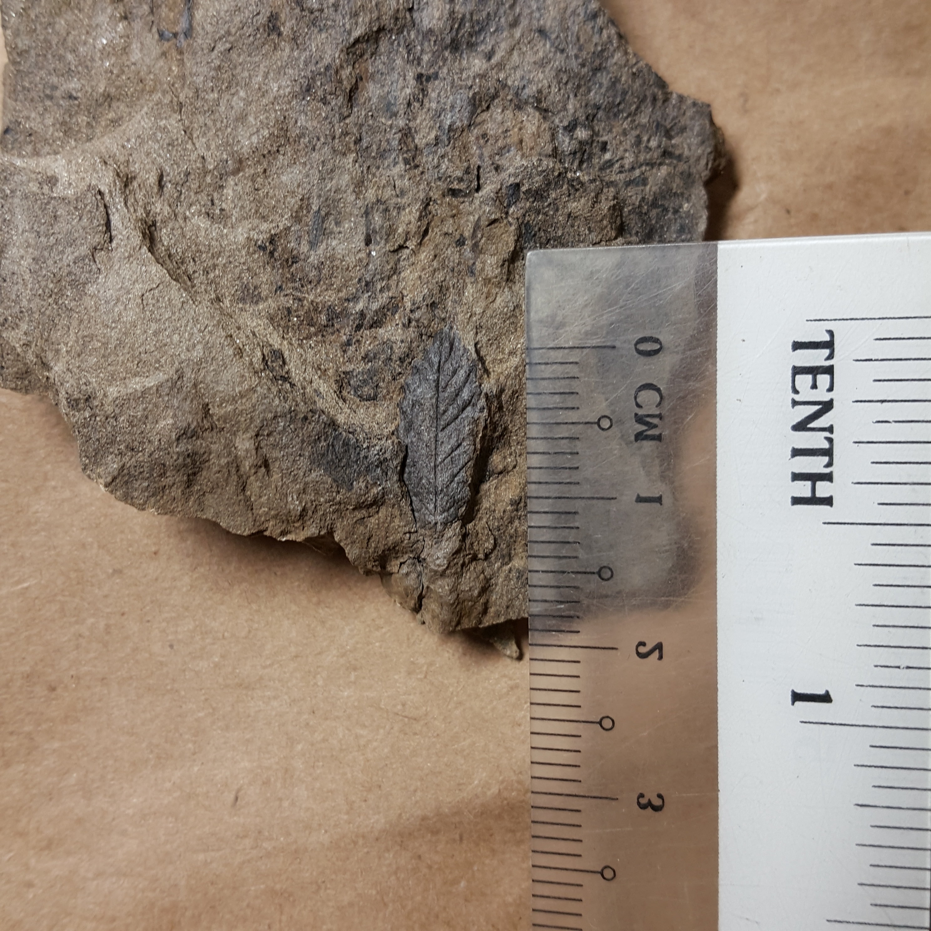 Leaf fossil from Svalbard - Fossil ID - The Fossil Forum