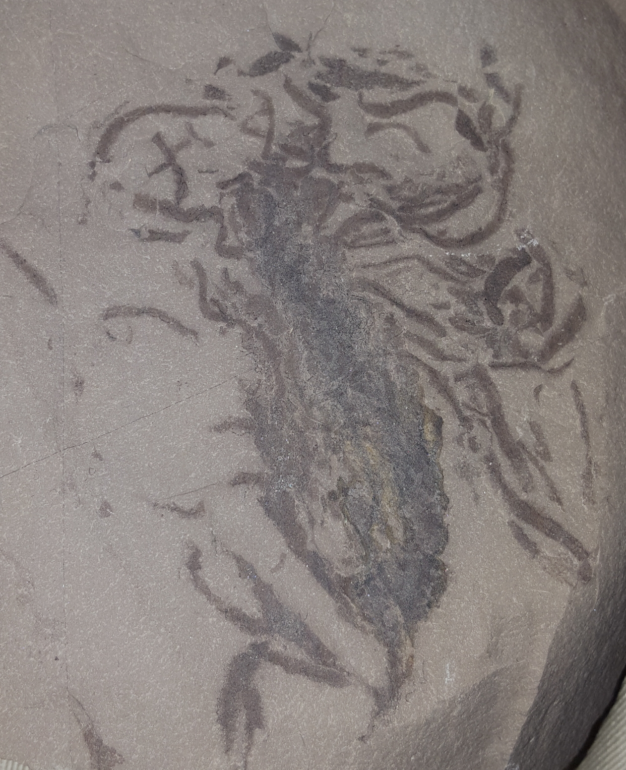 New Eurypterid fossils - Fossil Hunting Trips - The Fossil Forum