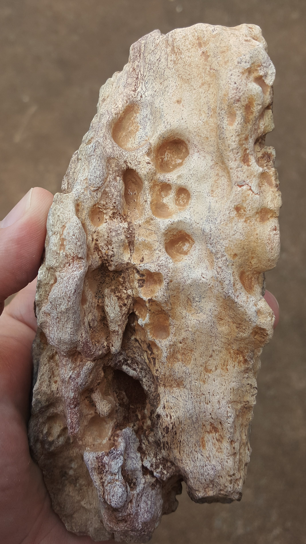 Circular depressions in Kem Kem bone - Fossil ID - The Fossil Forum