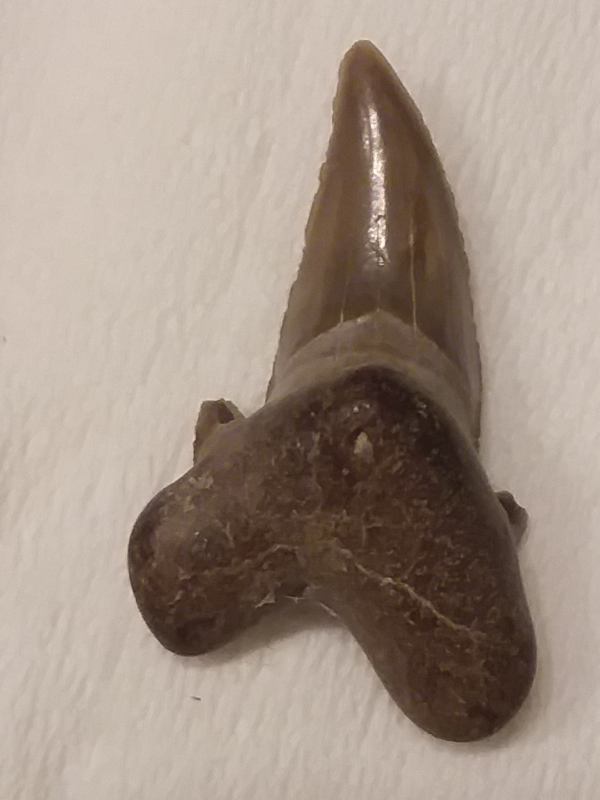Cardabiodon - Fossil Hunting Trips - The Fossil Forum