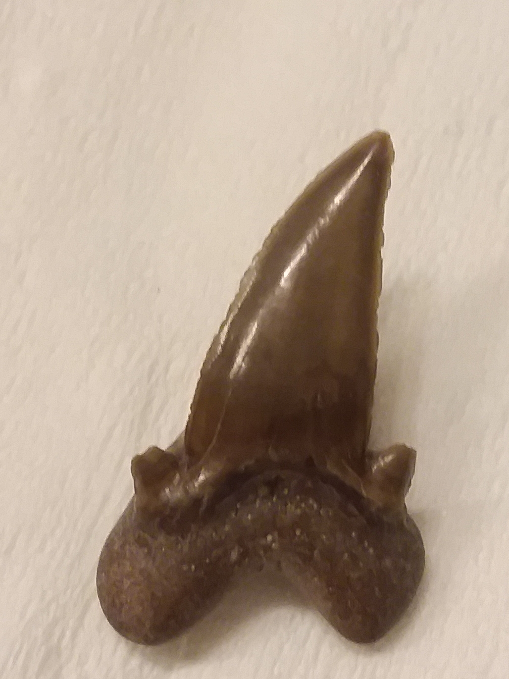 Cardabiodon - Fossil Hunting Trips - The Fossil Forum
