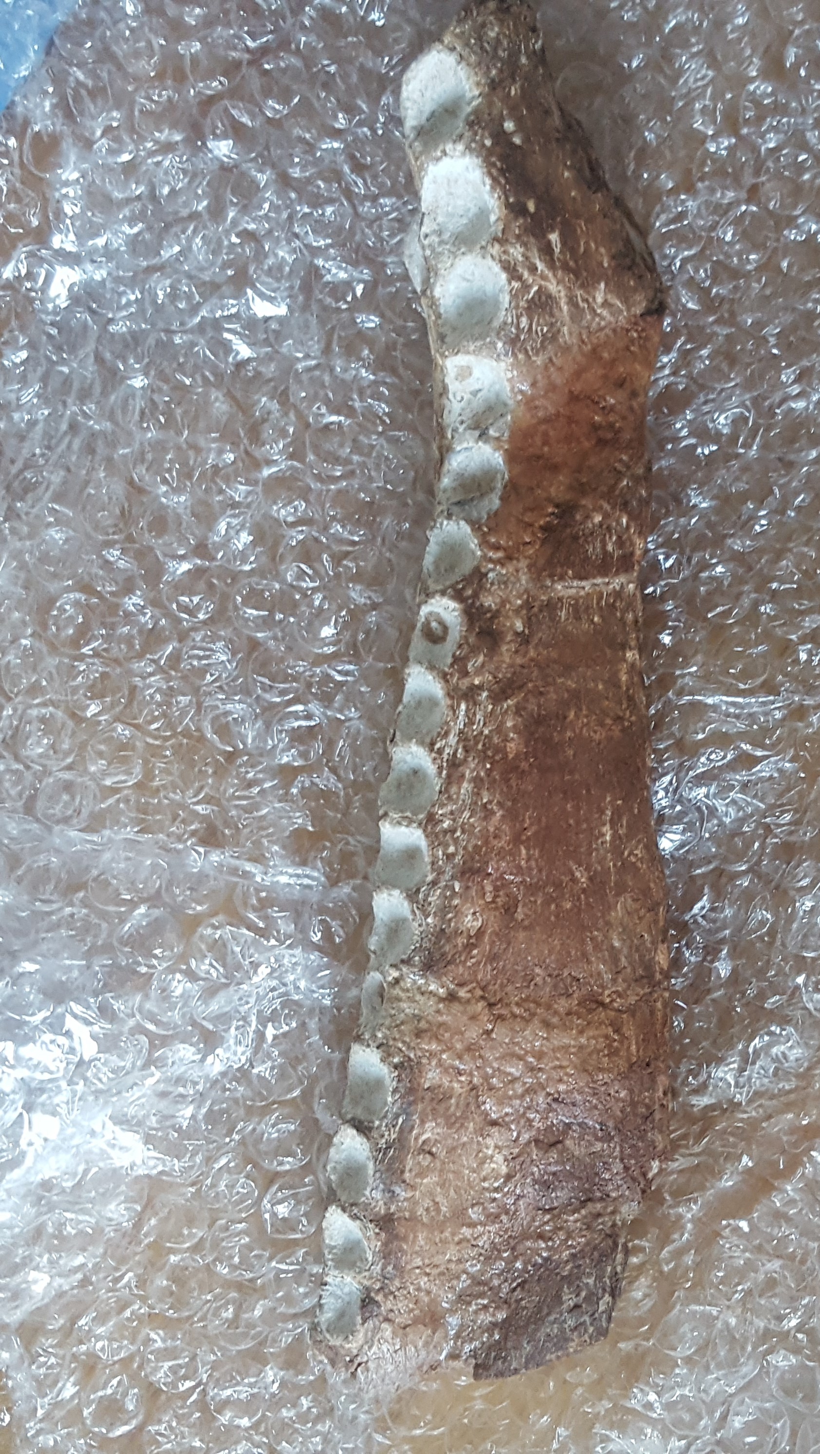 Pliosaur teeth? or Polycotylid teeth? - Fossil ID - The Fossil Forum