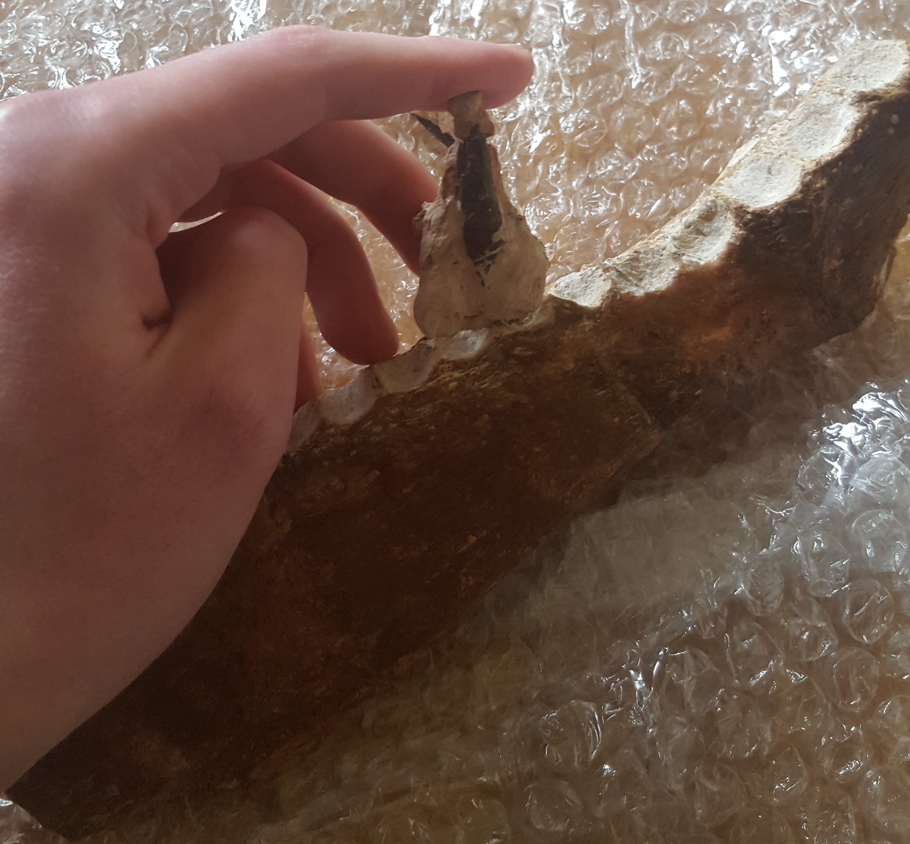 Pliosaur teeth? or Polycotylid teeth? - Fossil ID - The Fossil Forum