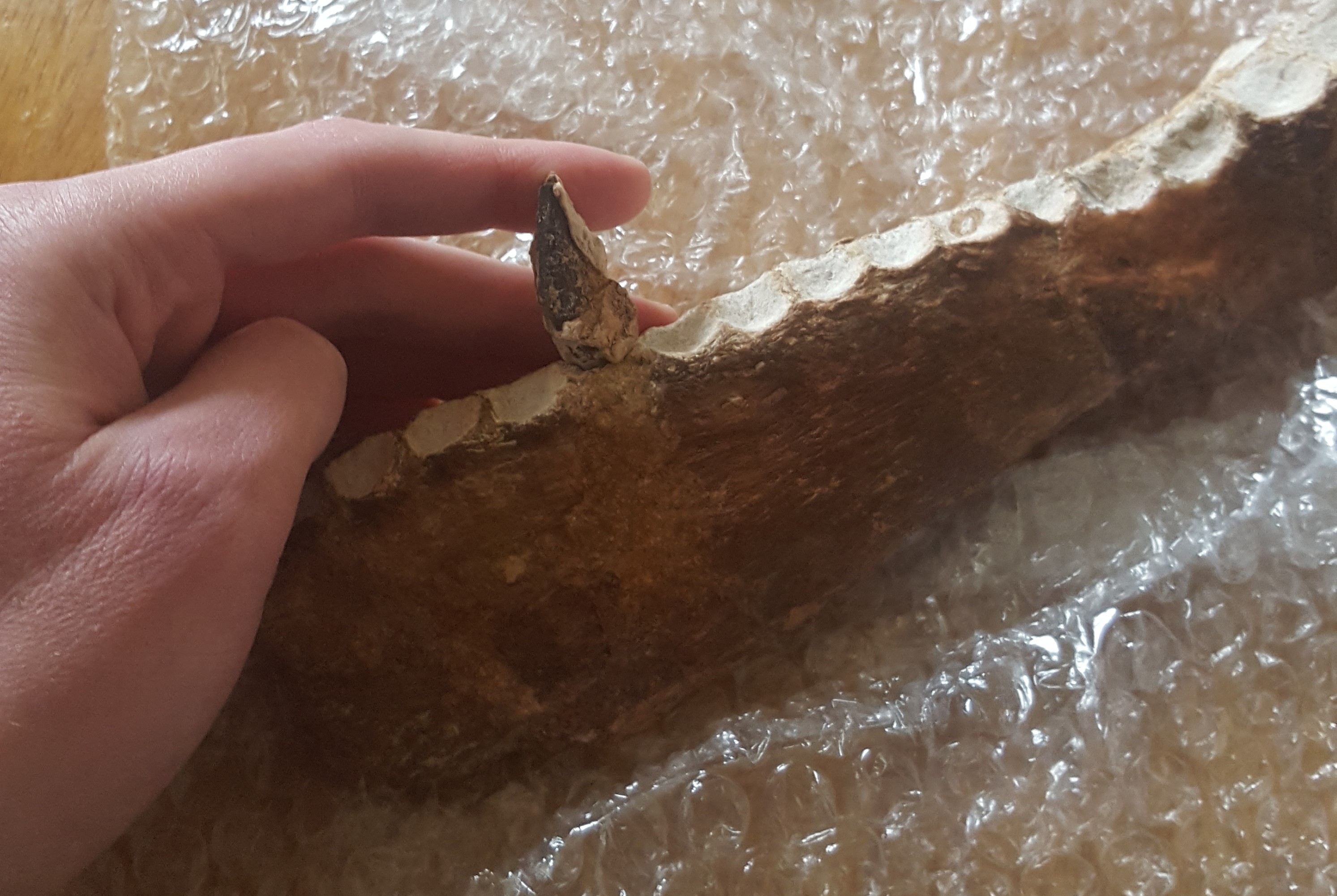 Pliosaur teeth? or Polycotylid teeth? - Fossil ID - The Fossil Forum