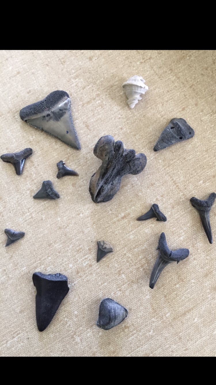Found at Myrtle Beach - Fossil ID - The Fossil Forum