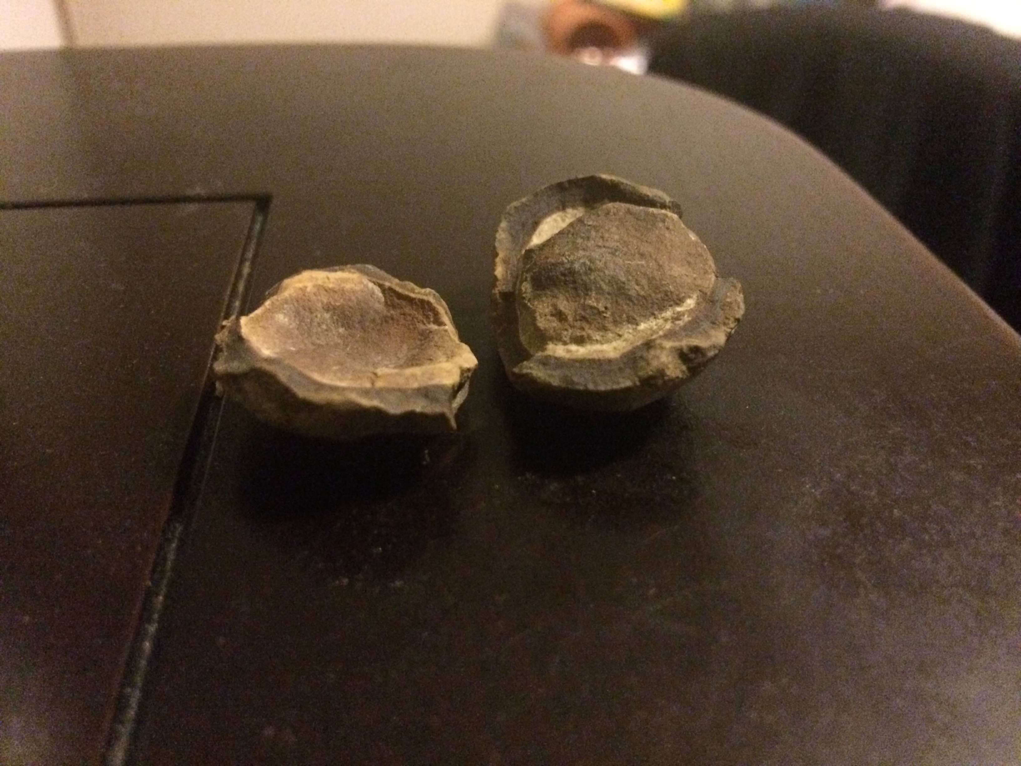 Petrified nut? - Fossil ID - The Fossil Forum