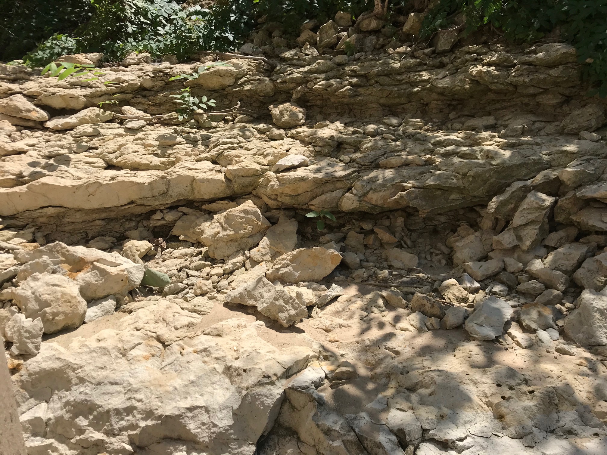 Denton Creek (Duck Creek Formation) ID - Page 2 - Fossil ID - The ...