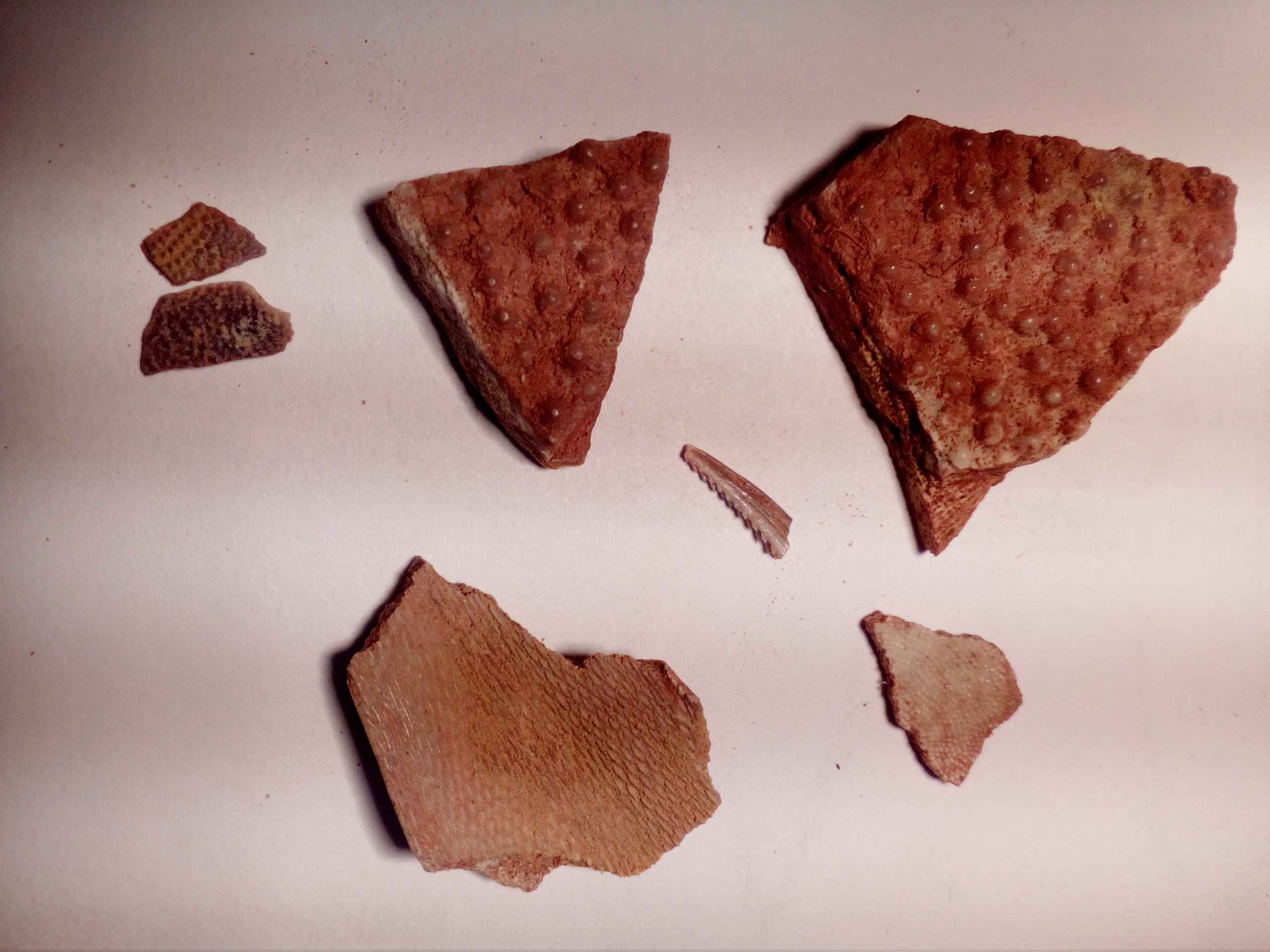 Placoderms from the Devonian period - Fossil Hunting Trips - The Fossil ...