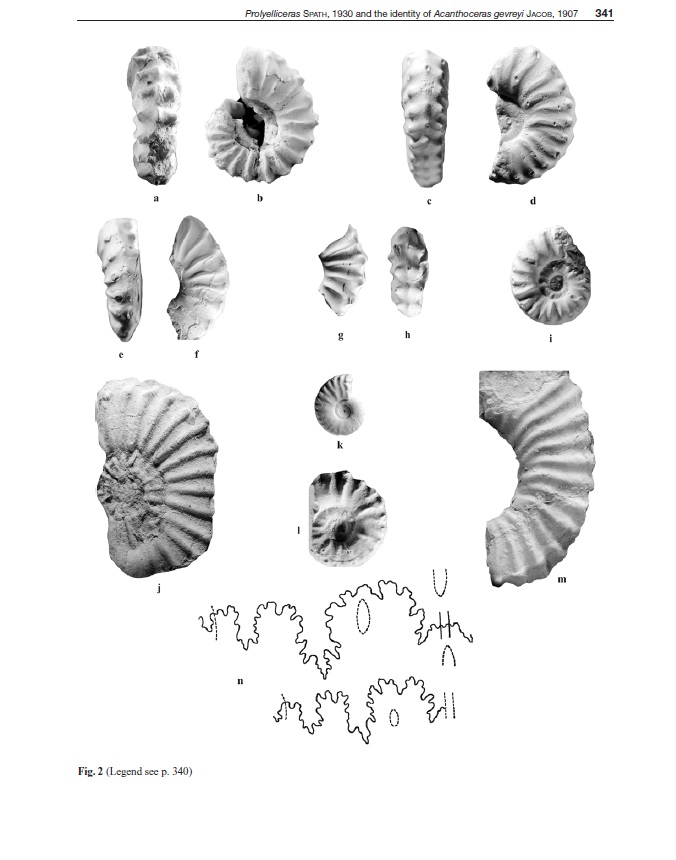 Prolylleceras sp Ammonite - Taxonomy? - Fossil ID - The Fossil Forum