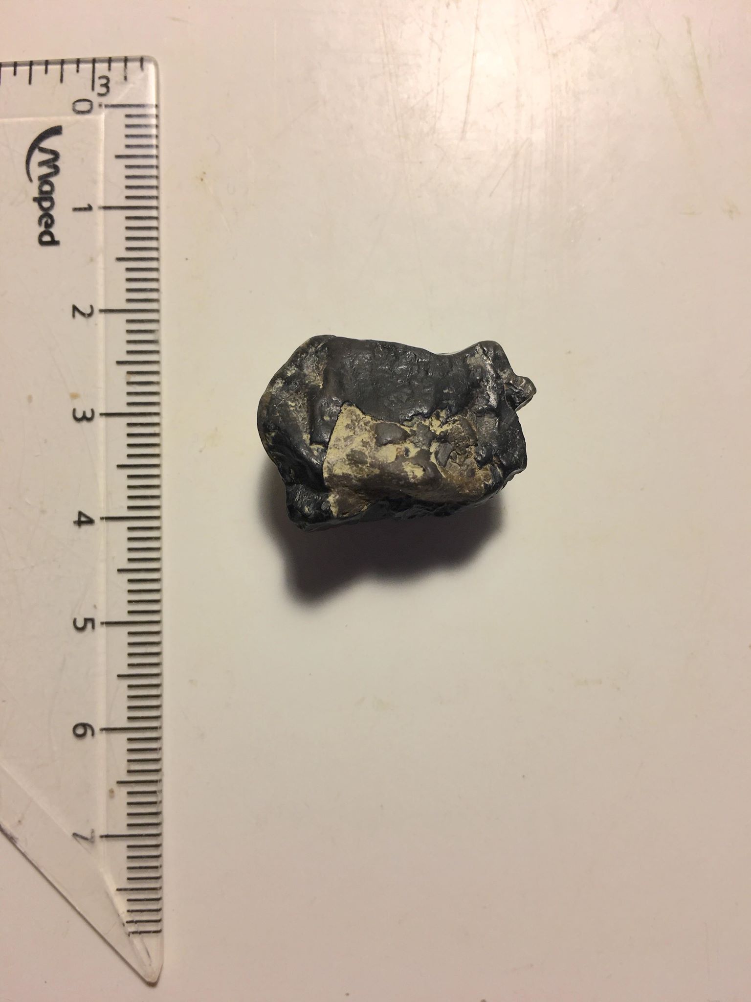 Bouldnor Cliff Entelodont Tooth Crown? - Fossil ID - The Fossil Forum