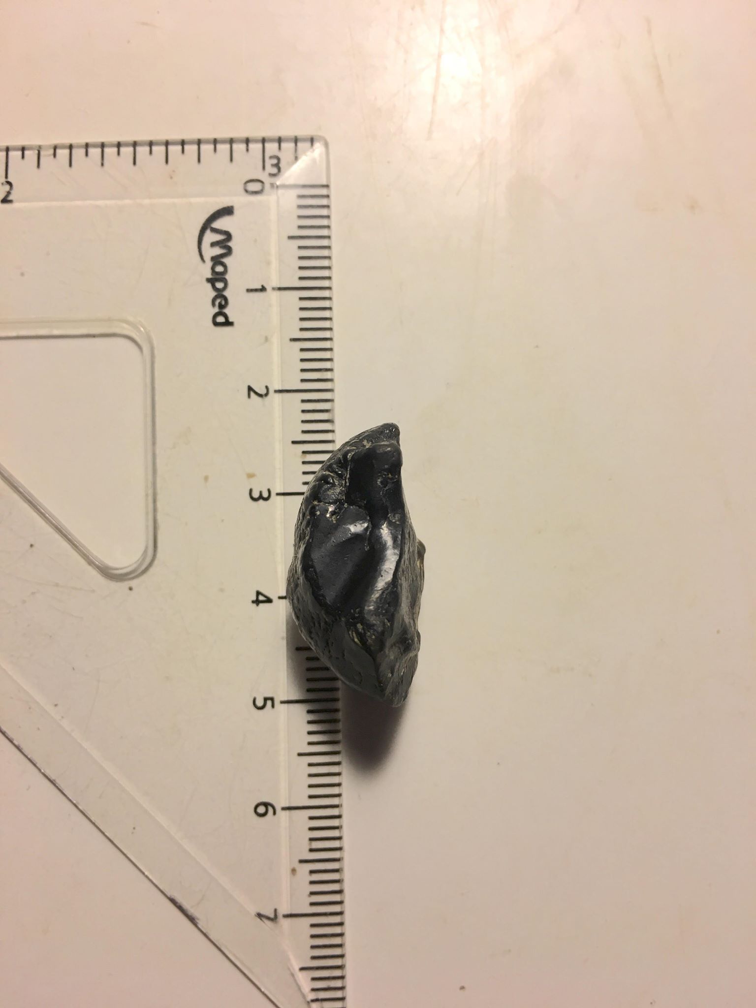 Bouldnor Cliff Entelodont Tooth Crown? - Fossil ID - The Fossil Forum