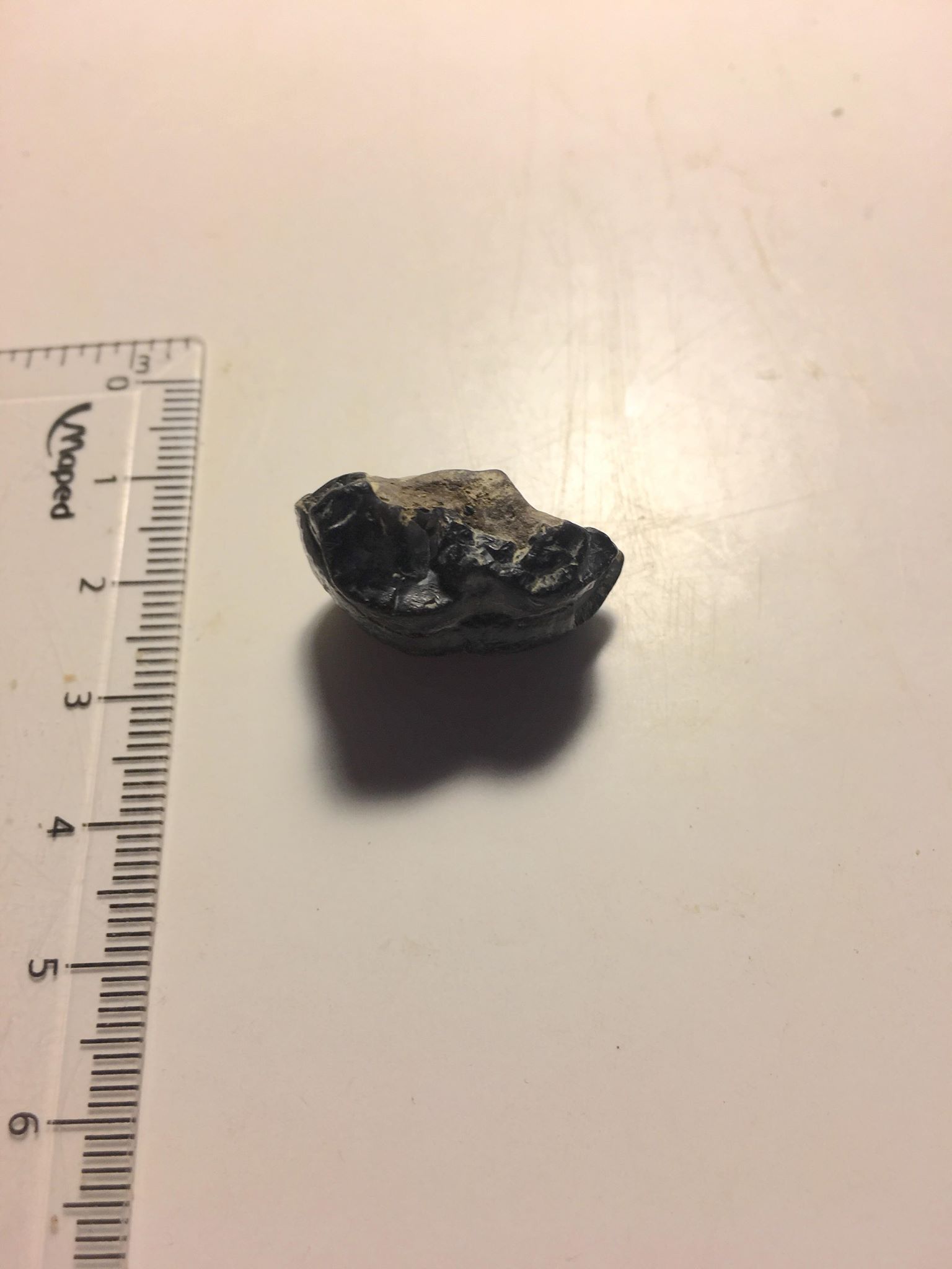 Bouldnor Cliff Entelodont Tooth Crown? - Fossil ID - The Fossil Forum