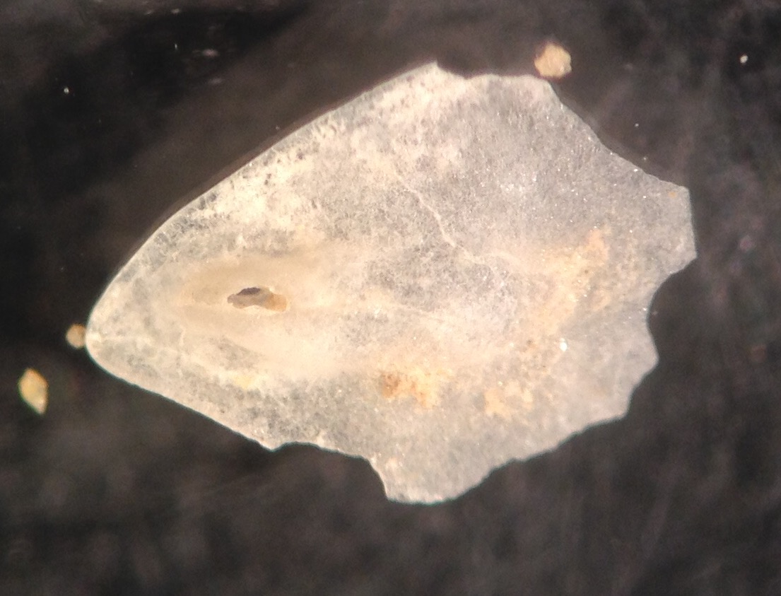 Need help IDing this Indian microfossil - Fossil ID - The Fossil Forum