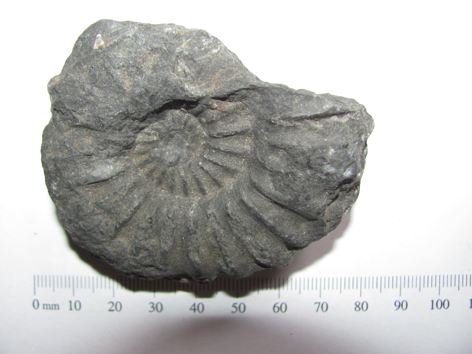 Prolylleceras sp Ammonite - Taxonomy? - Fossil ID - The Fossil Forum