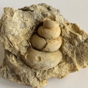 Turritella Shell Cast in Limestone Matrix? - Fossil ID - The Fossil Forum