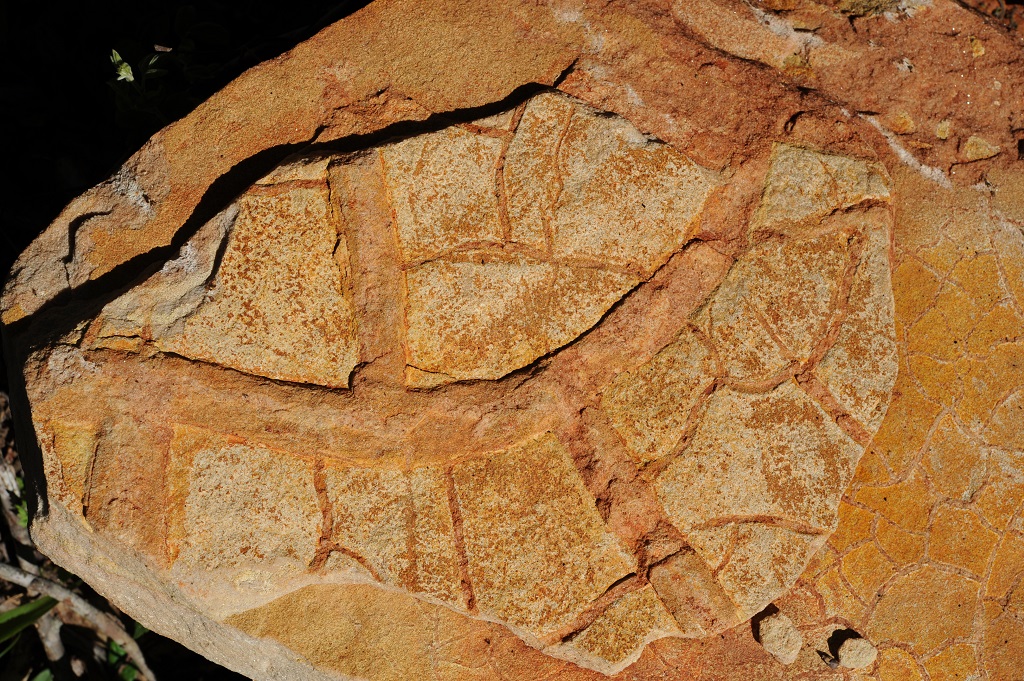 Worm trace? - Fossil ID - The Fossil Forum