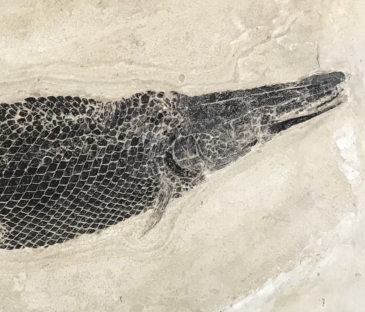 Atractosteus simplex (Leidy, 1873) - Member Collections - The Fossil Forum