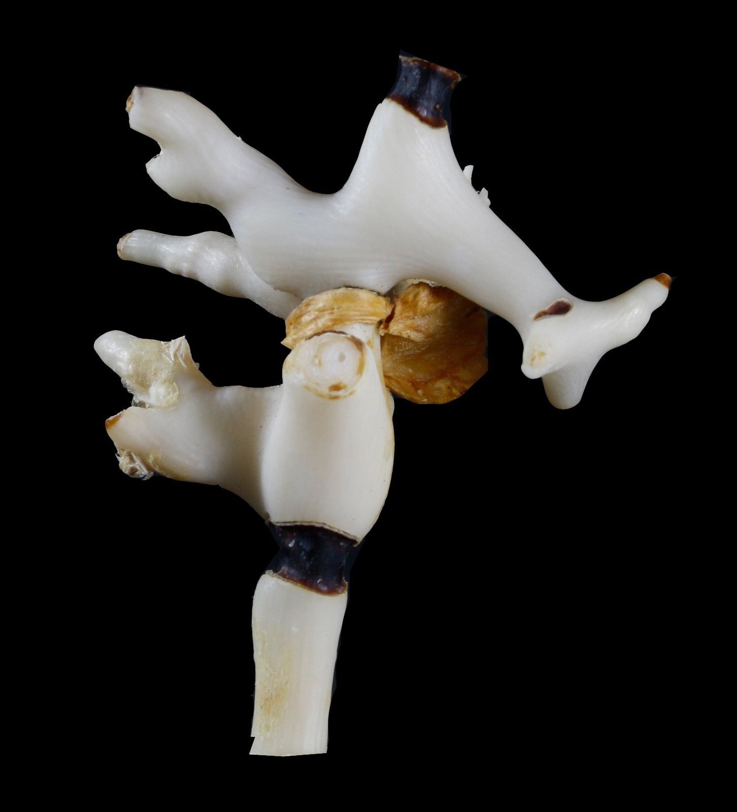 Bamboo Coral Tasmania - Fossil ID - The Fossil Forum