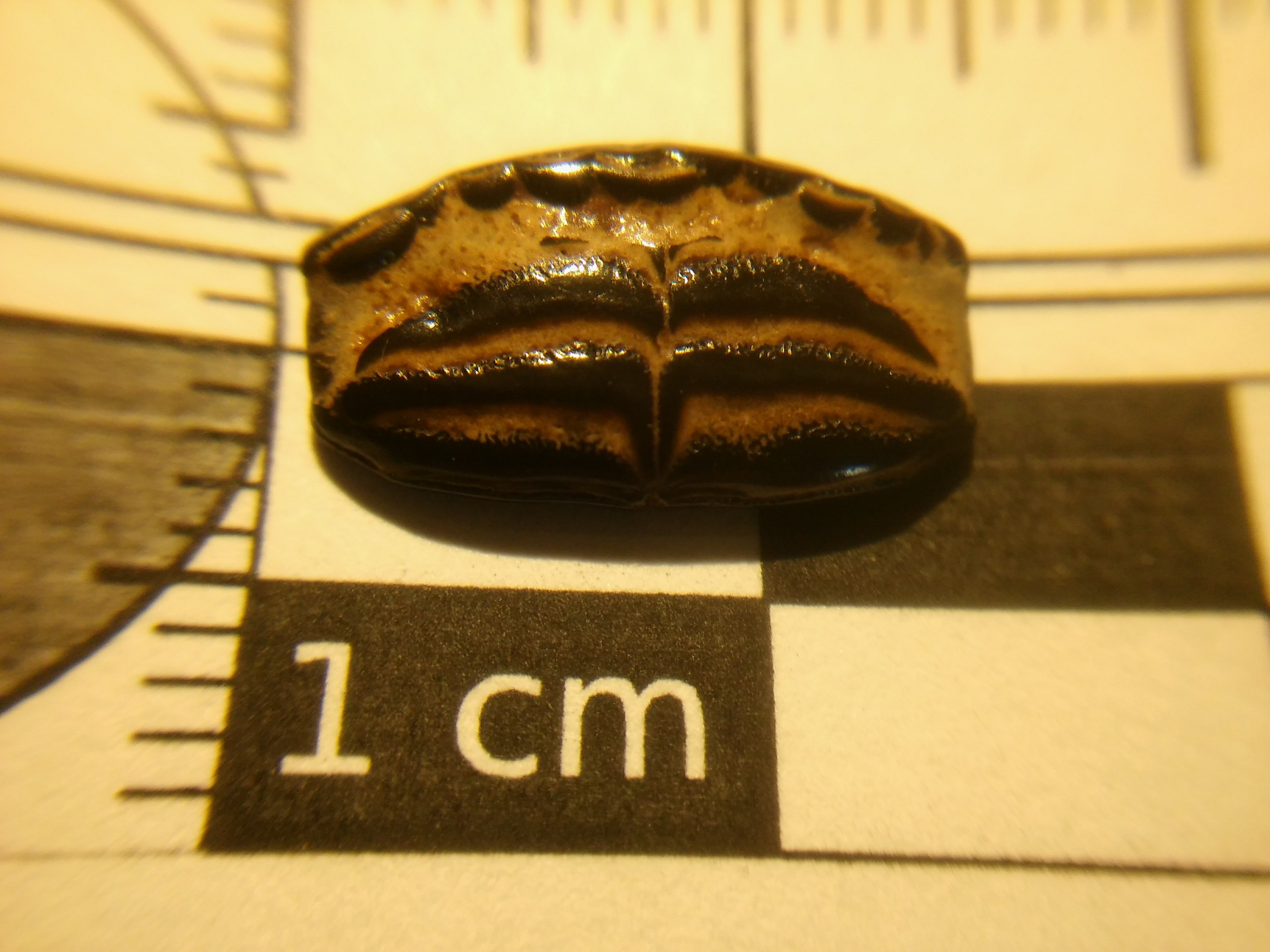 Turtle Shell ? - Fossil ID - The Fossil Forum