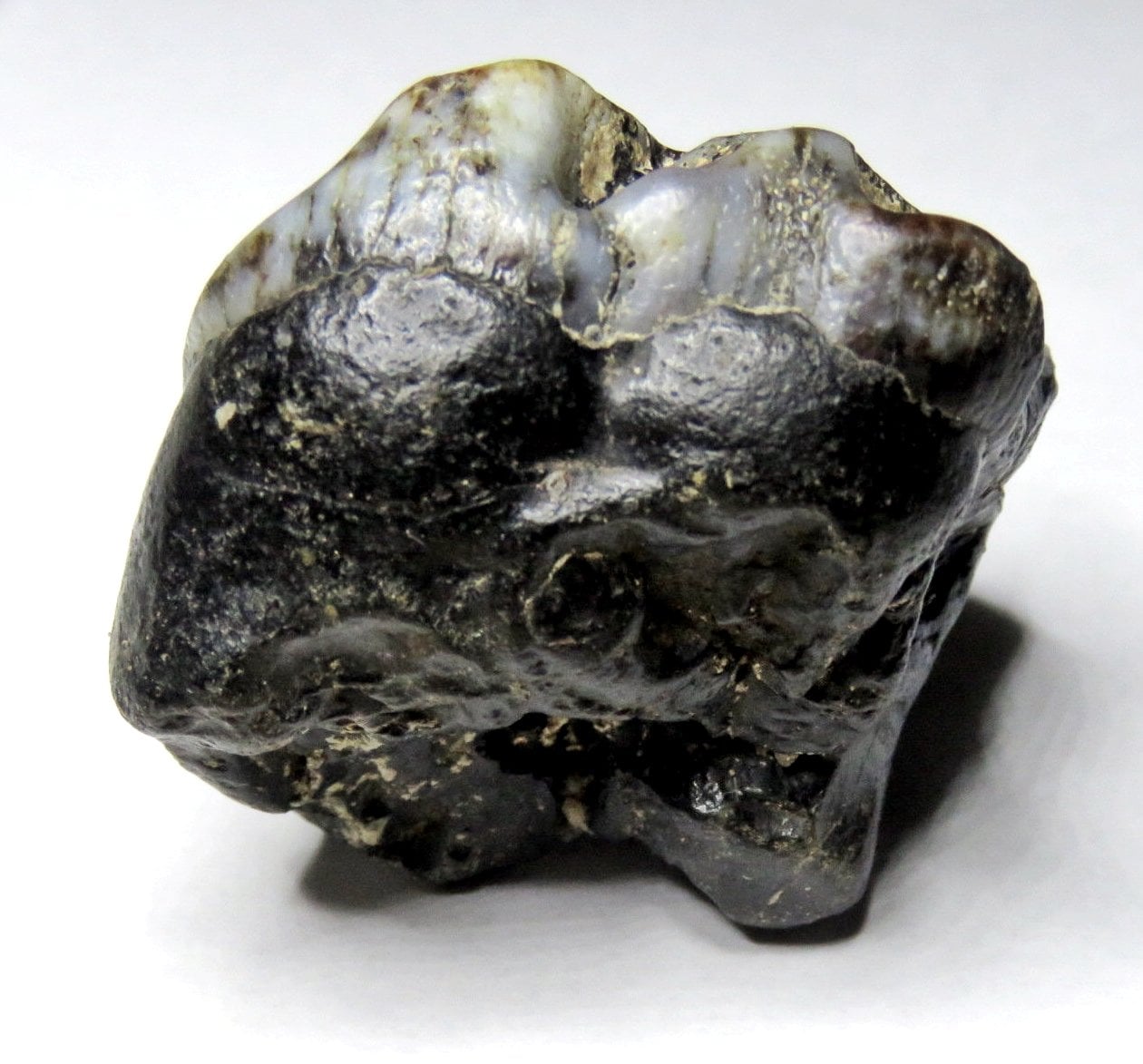Diprotodon optatum molar - Mammals - The Fossil Forum