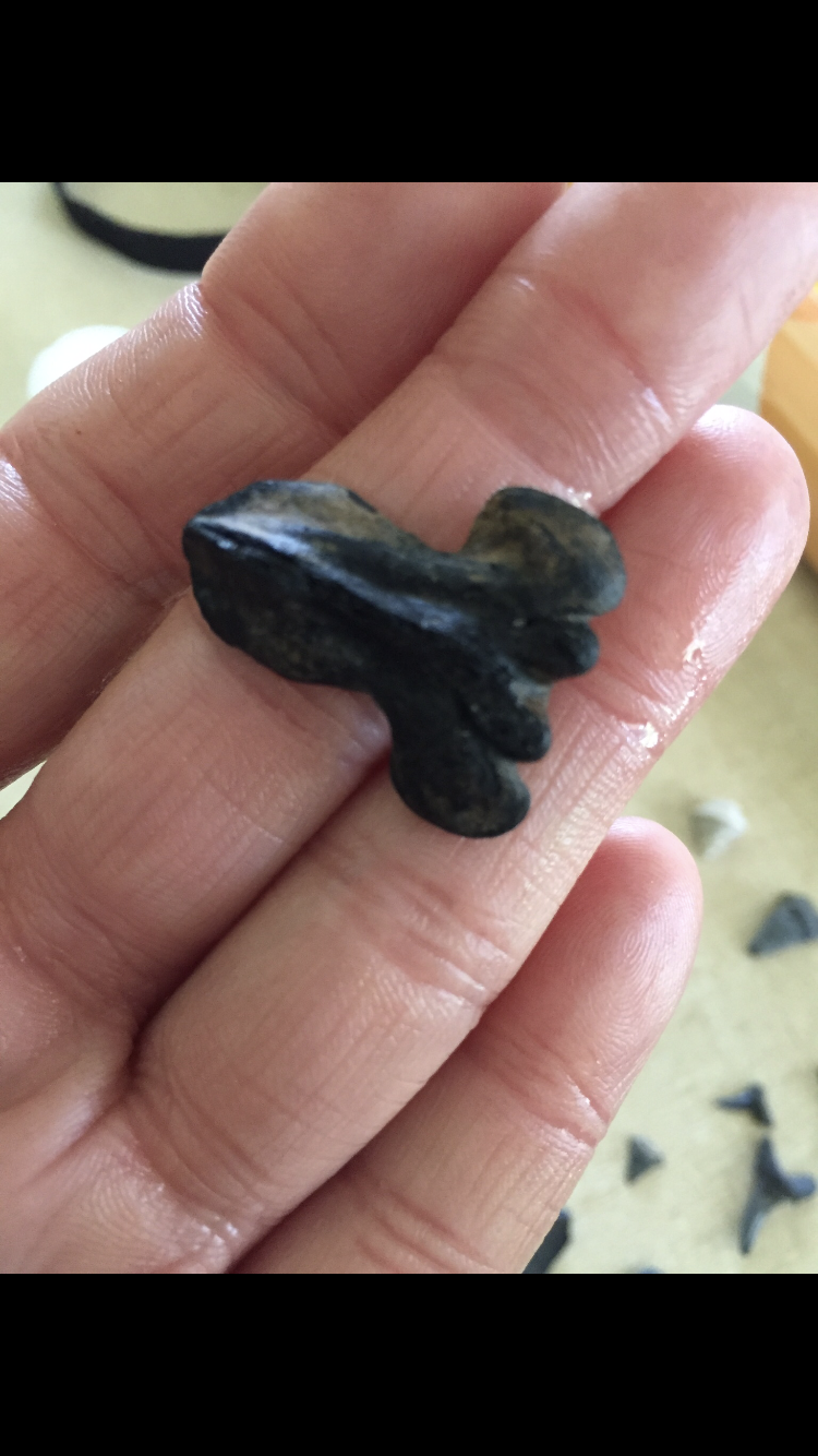 Found at Myrtle Beach - Fossil ID - The Fossil Forum