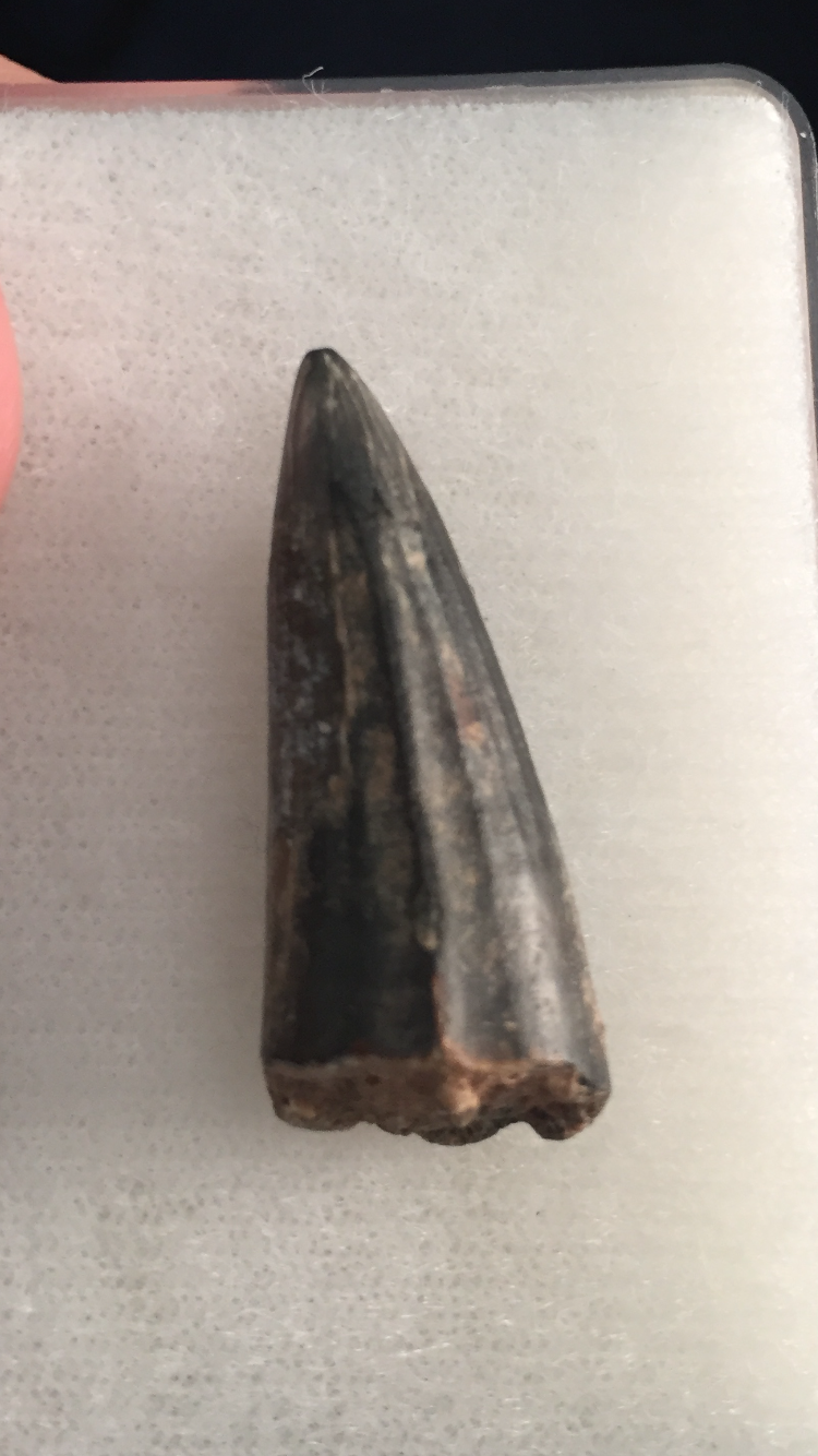 My Collection of Theropod Teeth - Page 5 - Member Collections - The ...