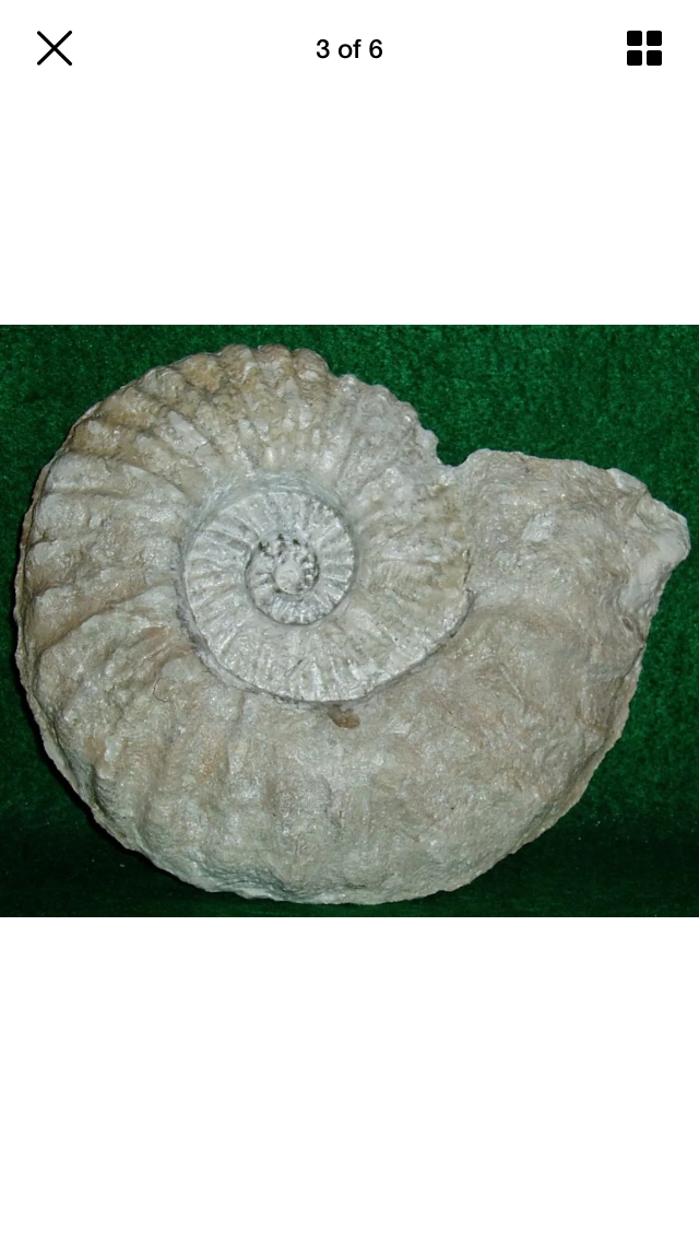 Ammonite - Is It Real? How to Recognize Fossil Fabrications - The ...
