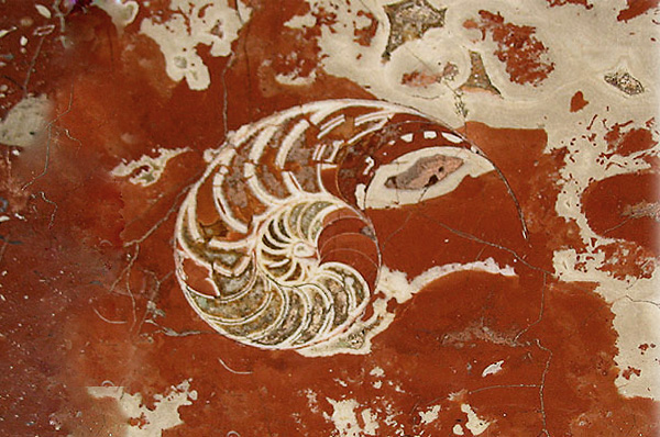 Paleontology trip ... to the metro? - Fossil Hunting Trips - The Fossil ...