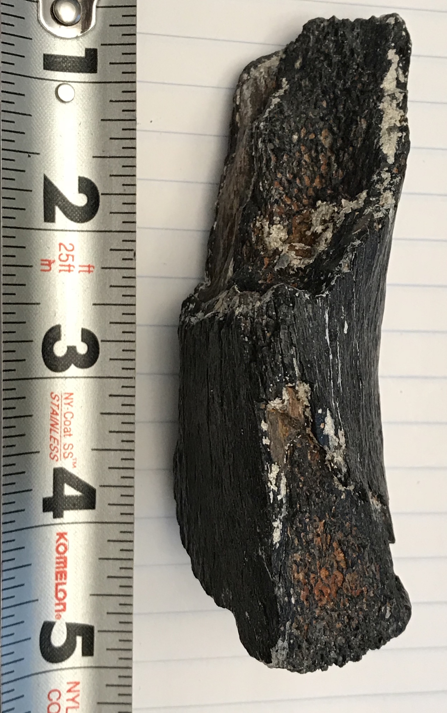 Fossilized bone? - Fossil Hunting Trips - The Fossil Forum