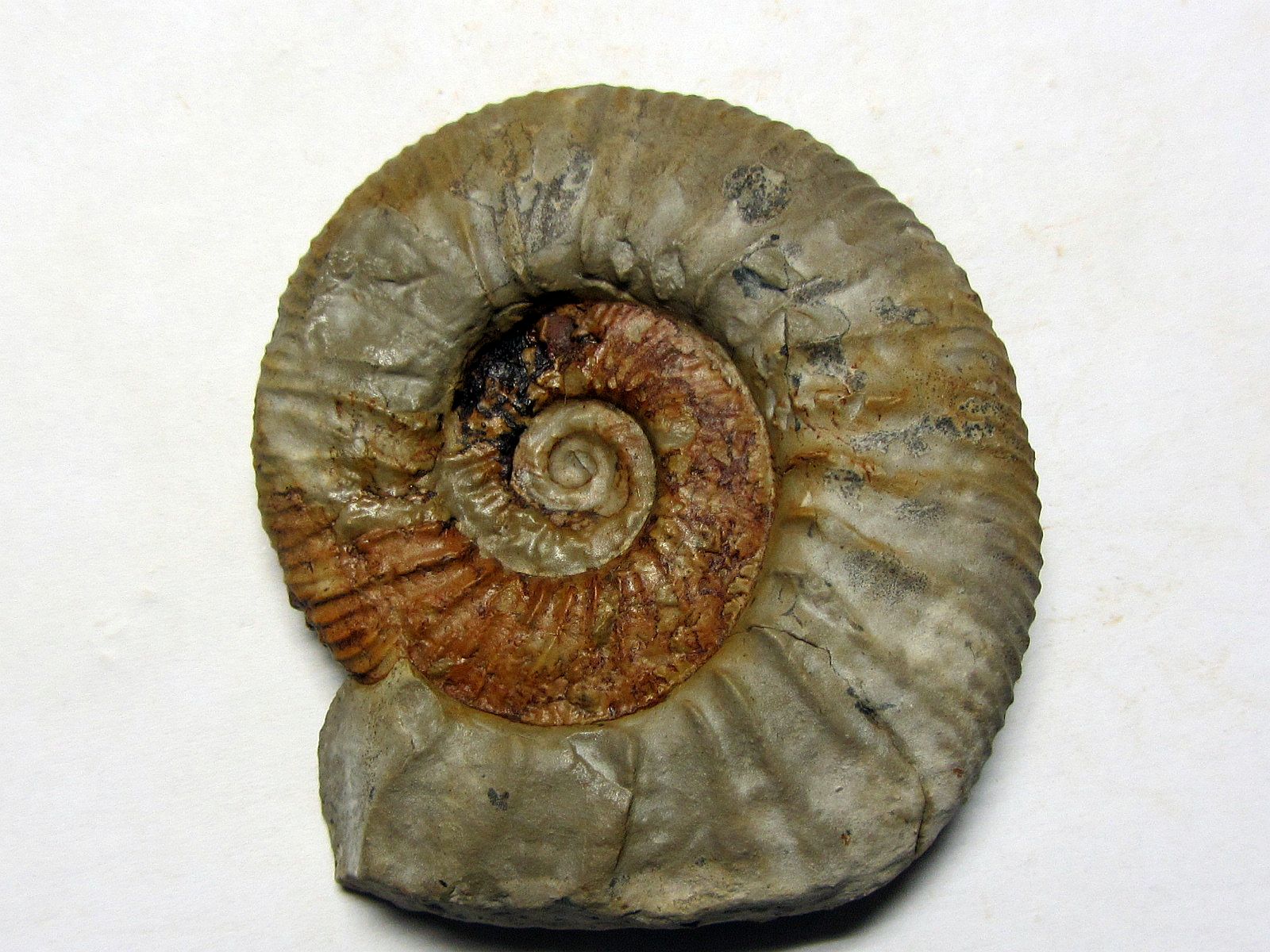 A colony of oysters - Fossil Hunting Trips - The Fossil Forum