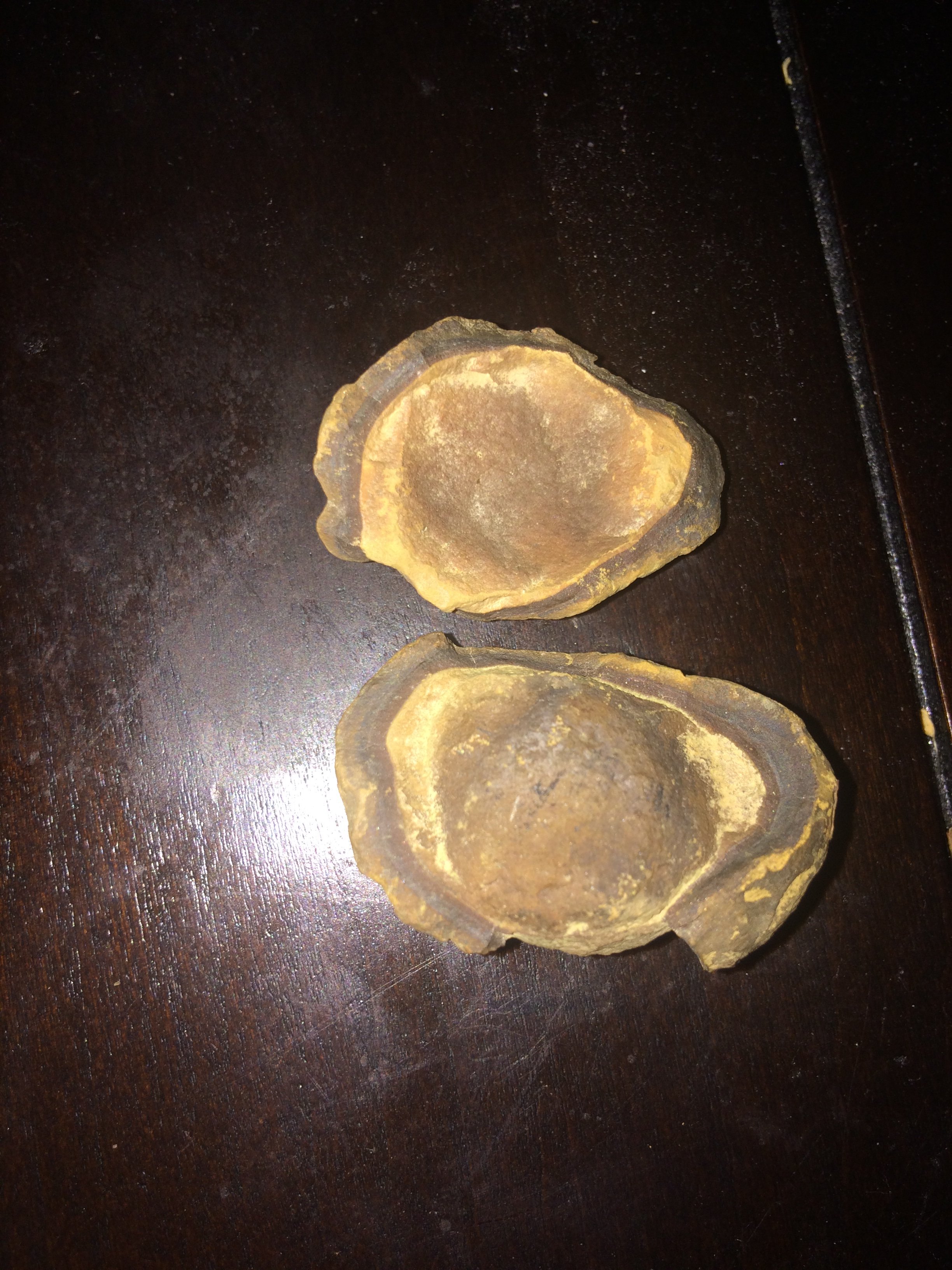 Petrified nut? - Fossil ID - The Fossil Forum