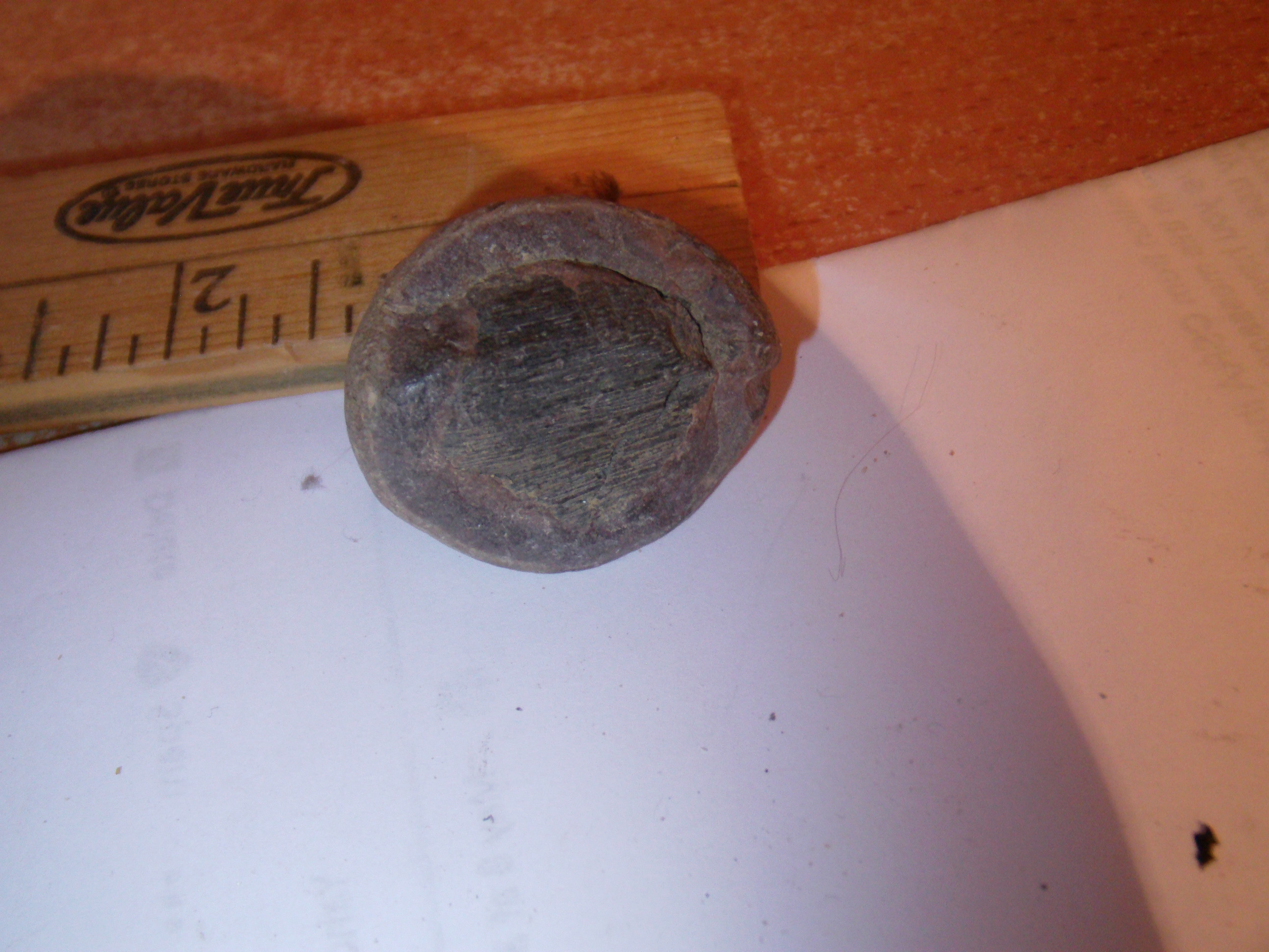 Are These Nut Fossils - General Fossil Discussion - The Fossil Forum