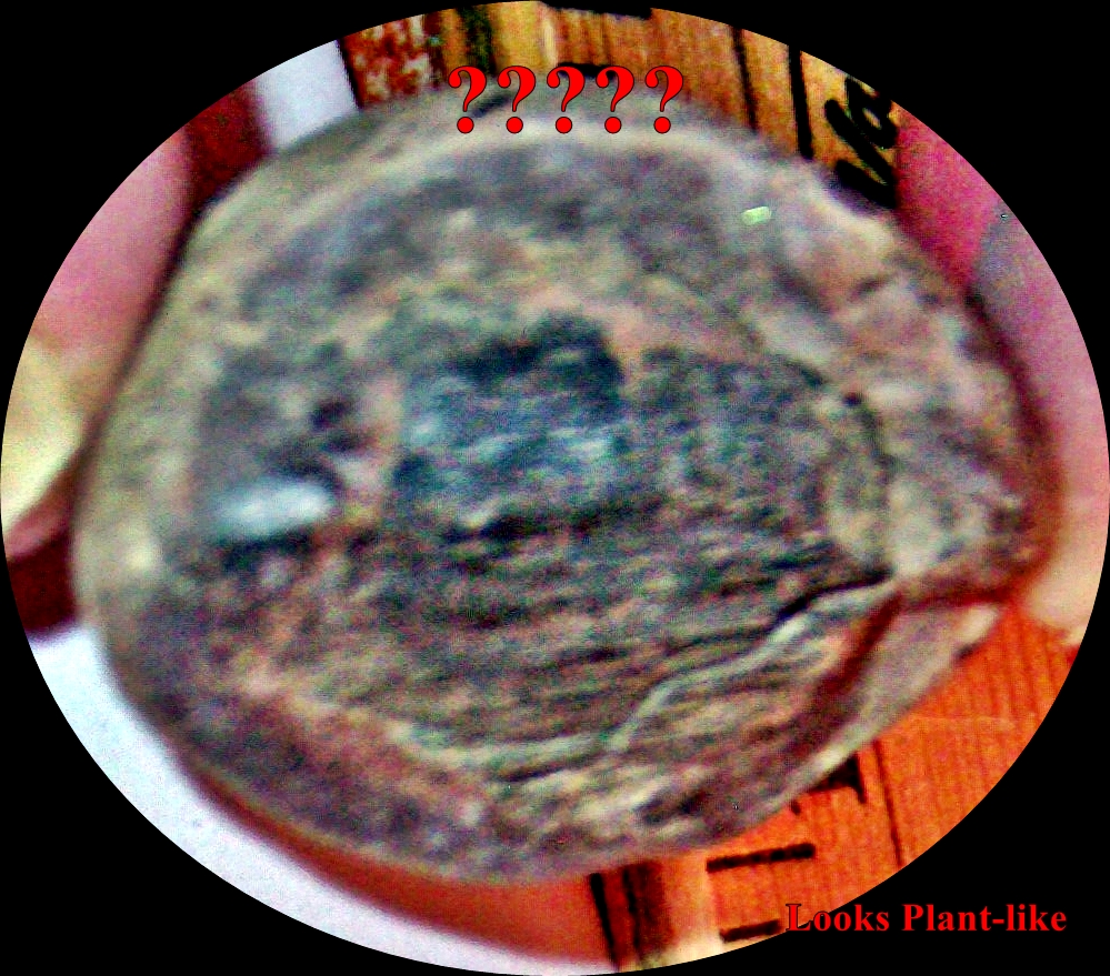 Are These Nut Fossils - General Fossil Discussion - The Fossil Forum