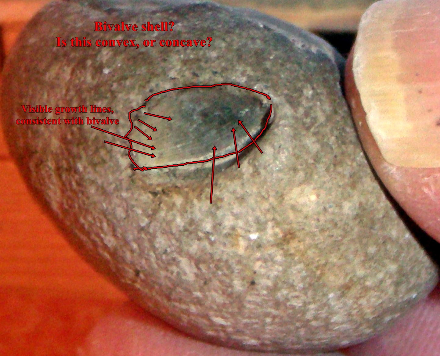 Are These Nut Fossils - General Fossil Discussion - The Fossil Forum