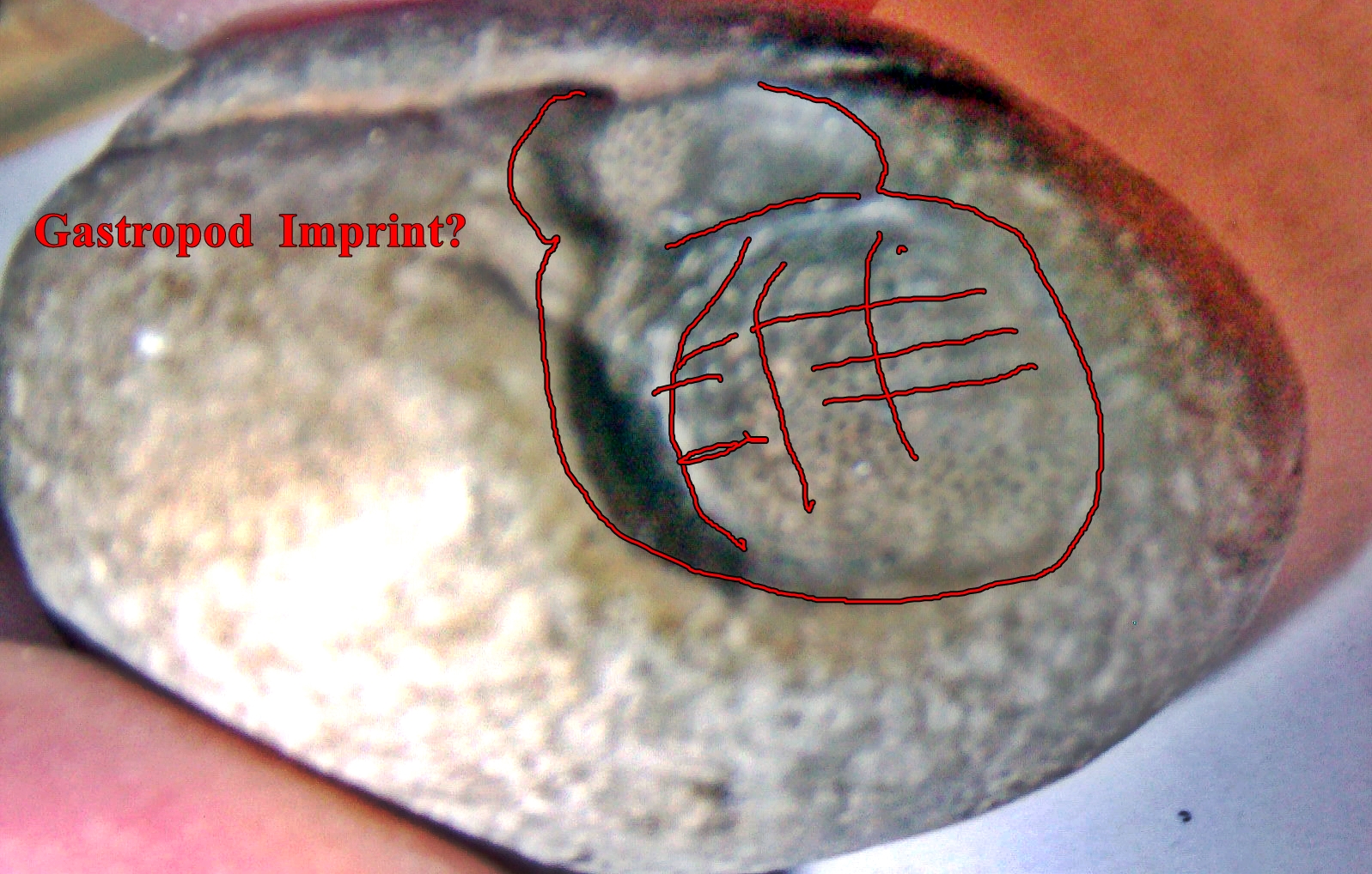 Are These Nut Fossils - General Fossil Discussion - The Fossil Forum