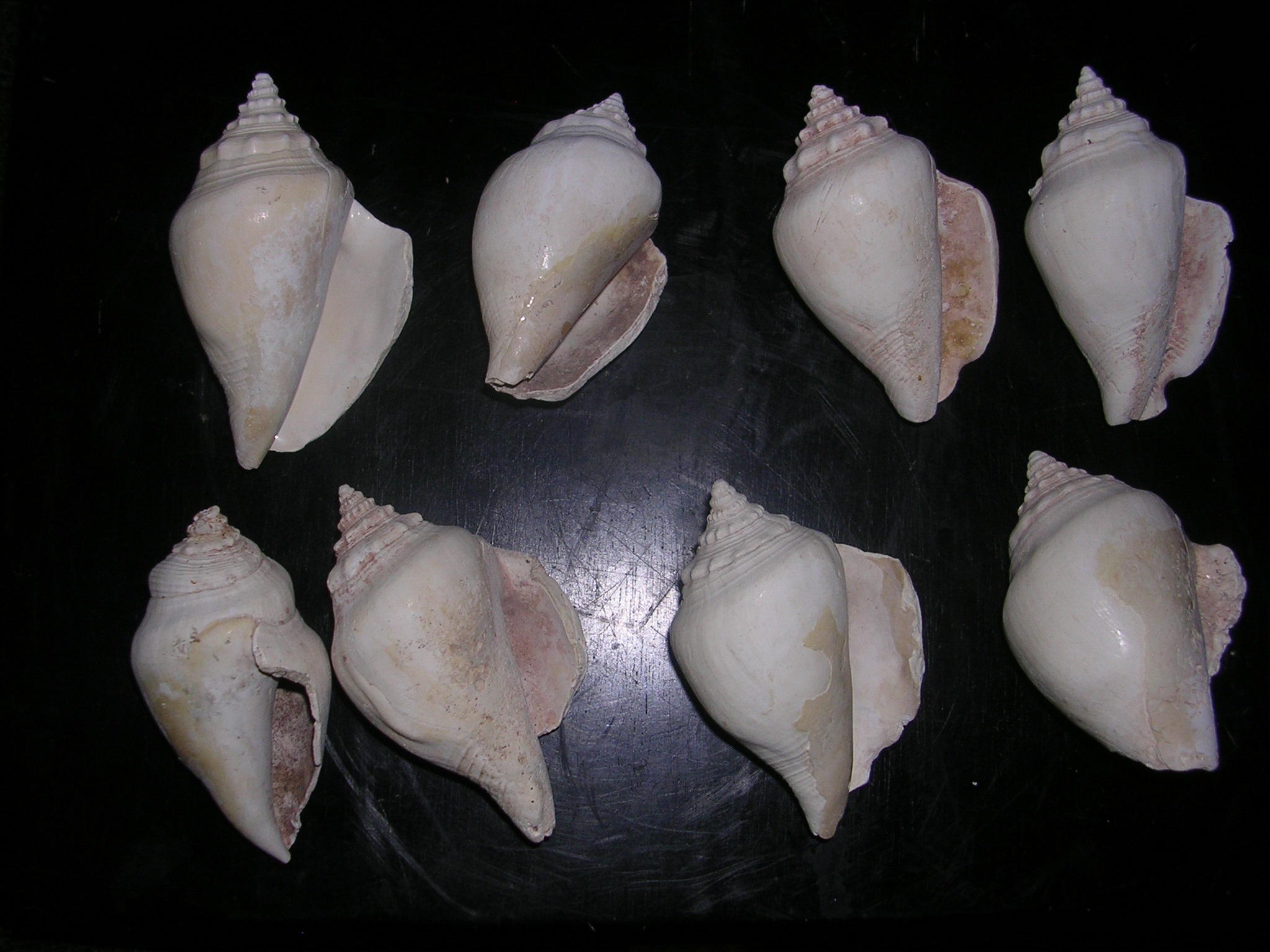 strombus fossils? - Fossil ID - The Fossil Forum