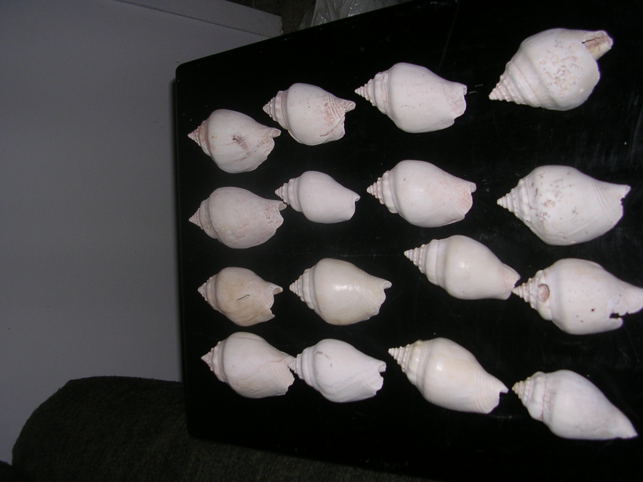 strombus fossils? - Fossil ID - The Fossil Forum