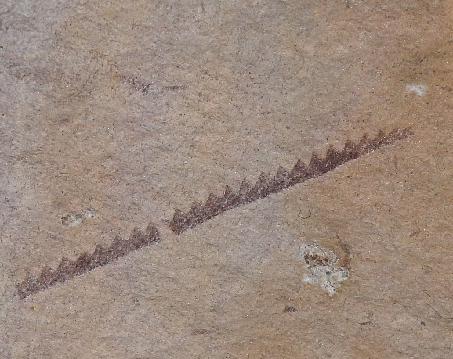 Didymograptus extensus Hall, 1858 - Graptolites - The Fossil Forum