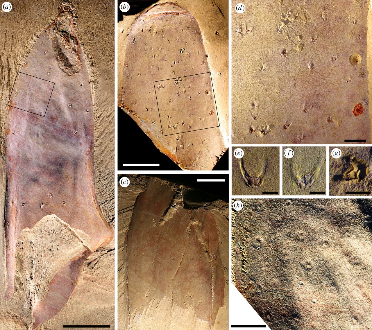 Strange sponge-like fossil creature from Chengjiang deposits of Yunnan ...