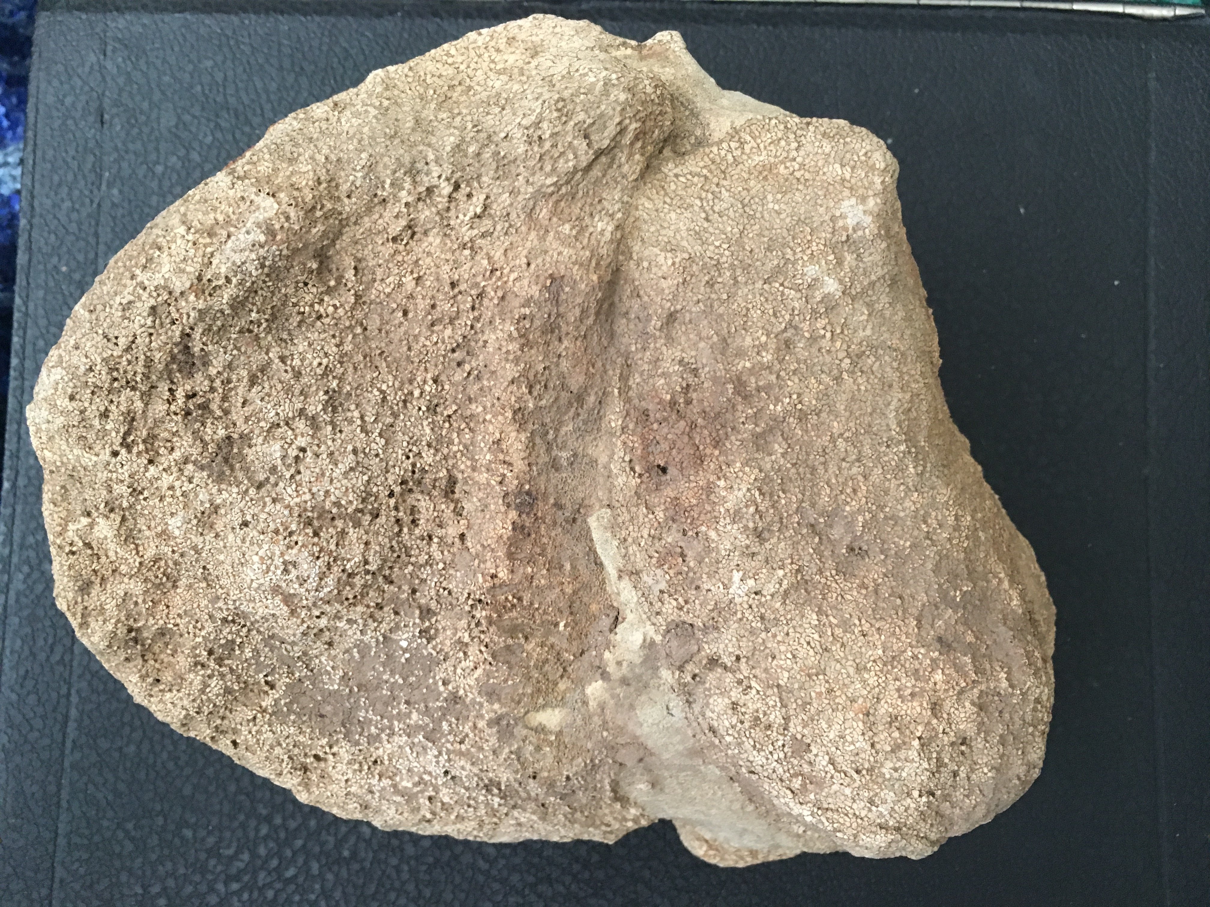 Northern California Bone - Fossil ID - The Fossil Forum
