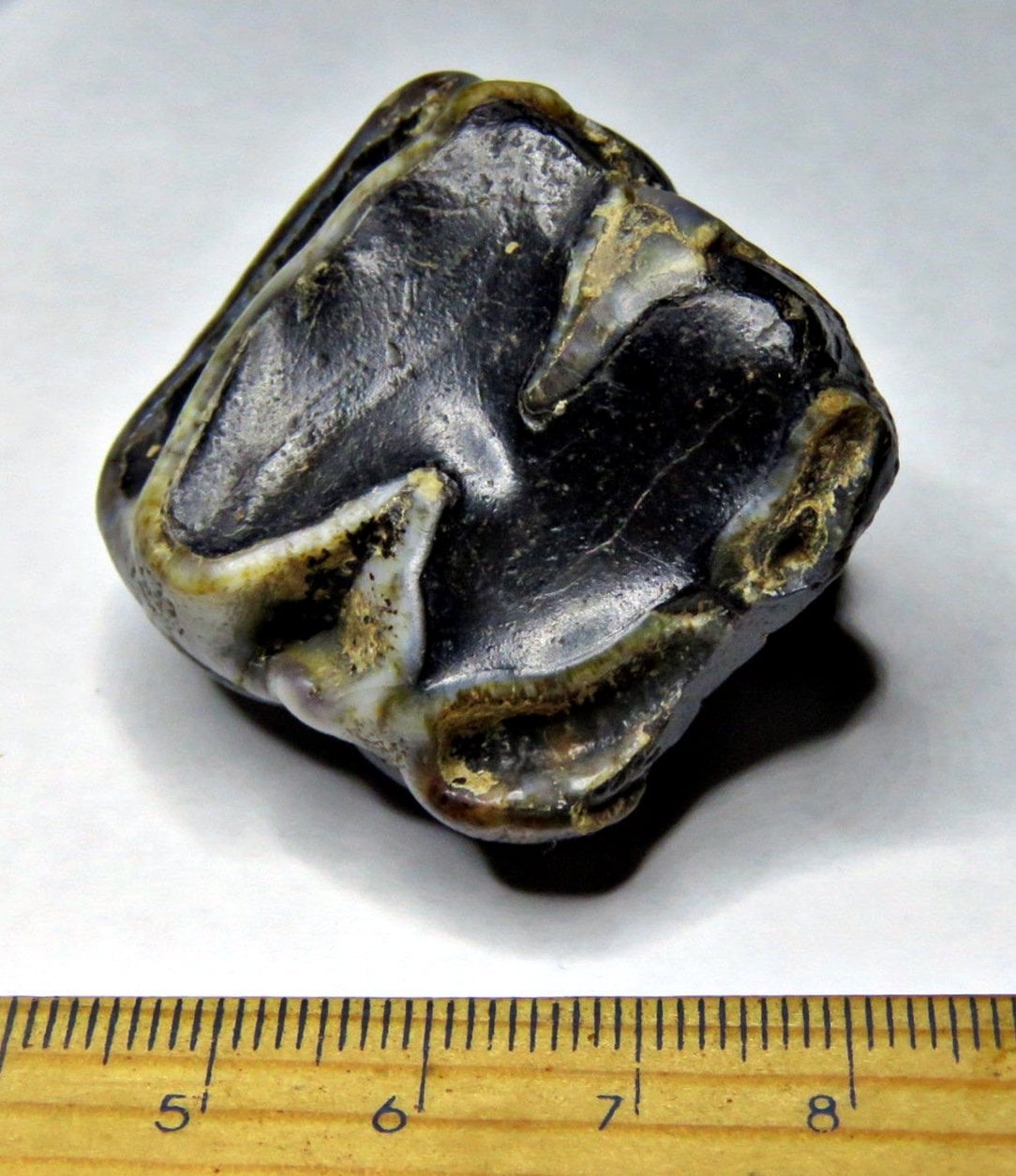 Diprotodon optatum molar - Mammals - The Fossil Forum