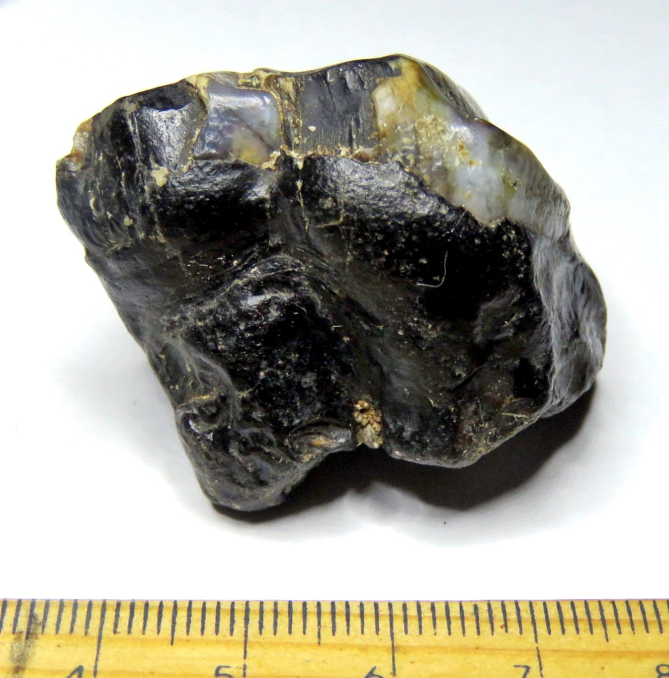 Diprotodon optatum molar - Mammals - The Fossil Forum
